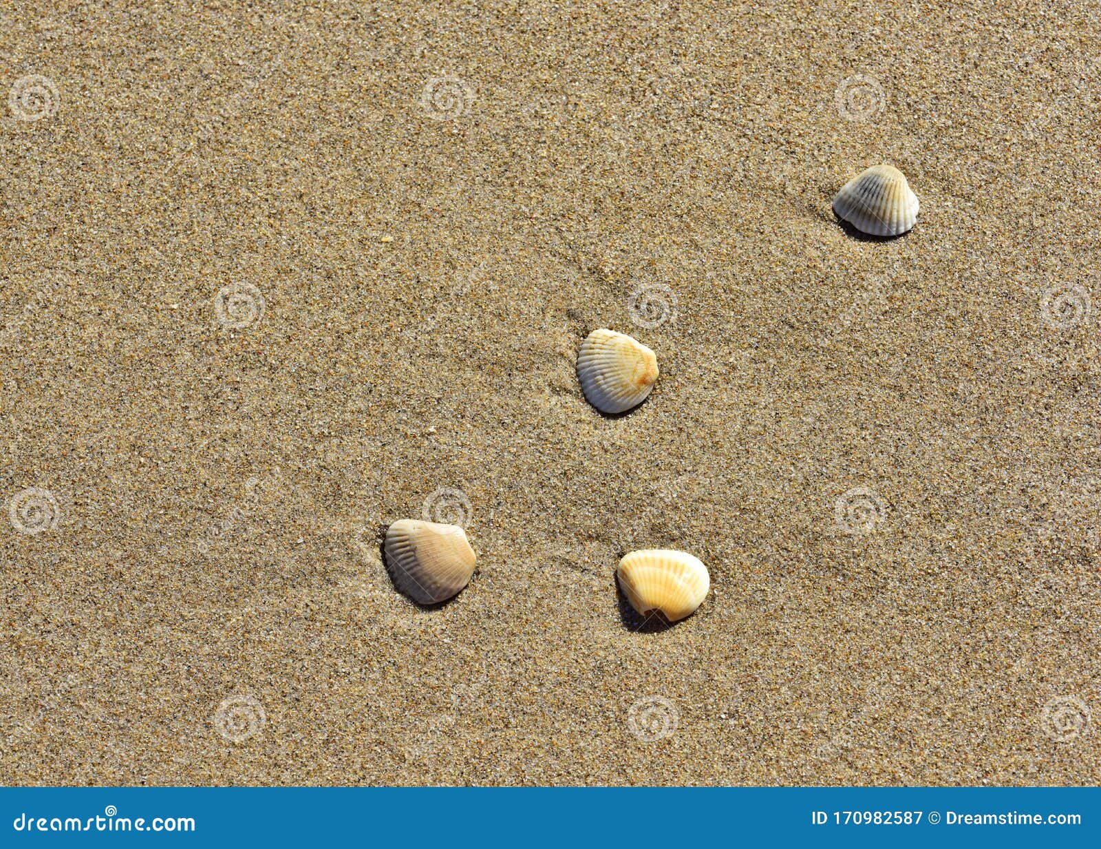 Four shells in the sand. stock image. Image of textures - 170982587