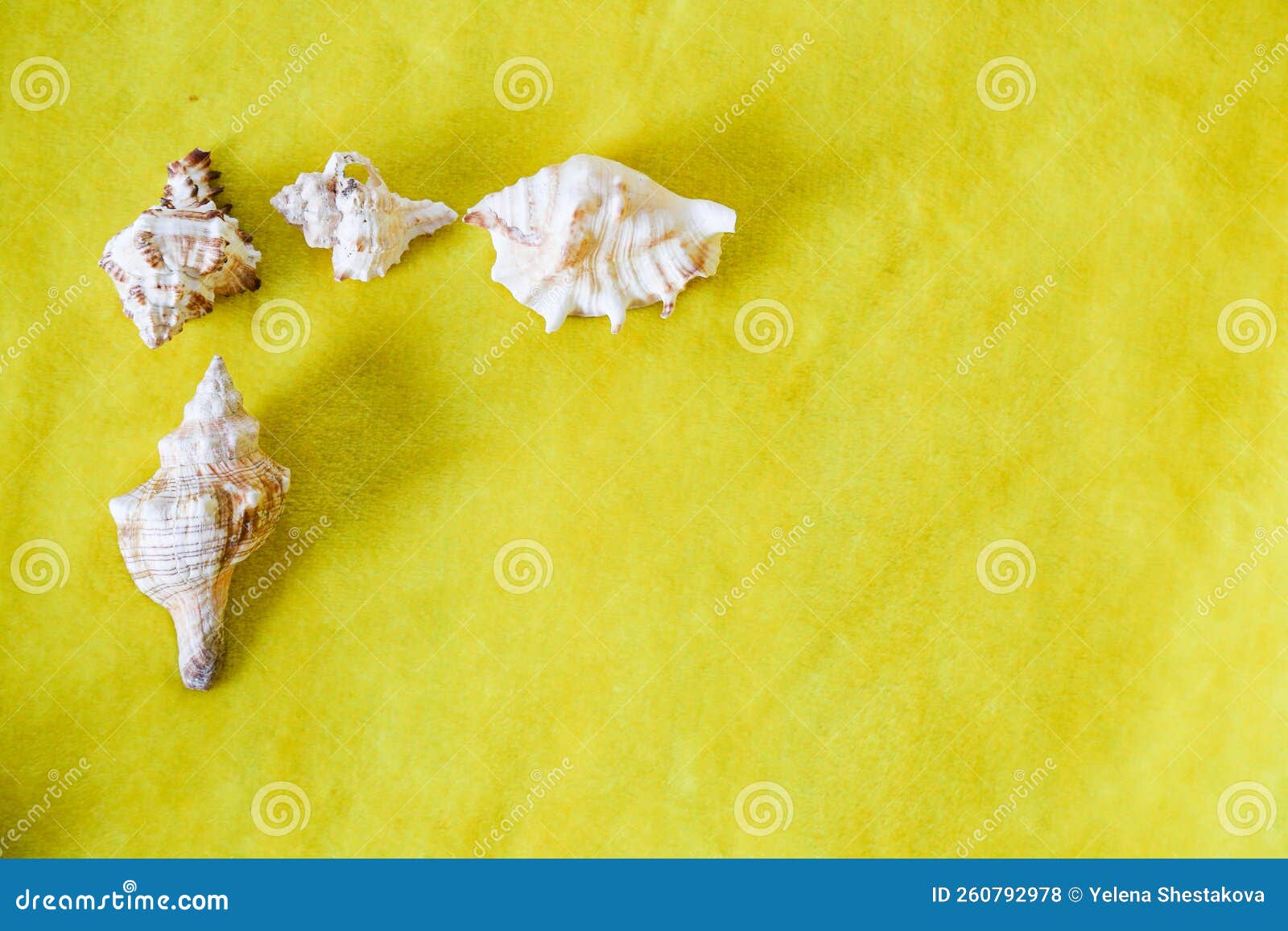 Four Shells on the Yellow Background Stock Photo - Image of flower ...