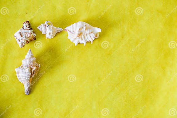 Four Shells on the Yellow Background Stock Photo - Image of flower ...