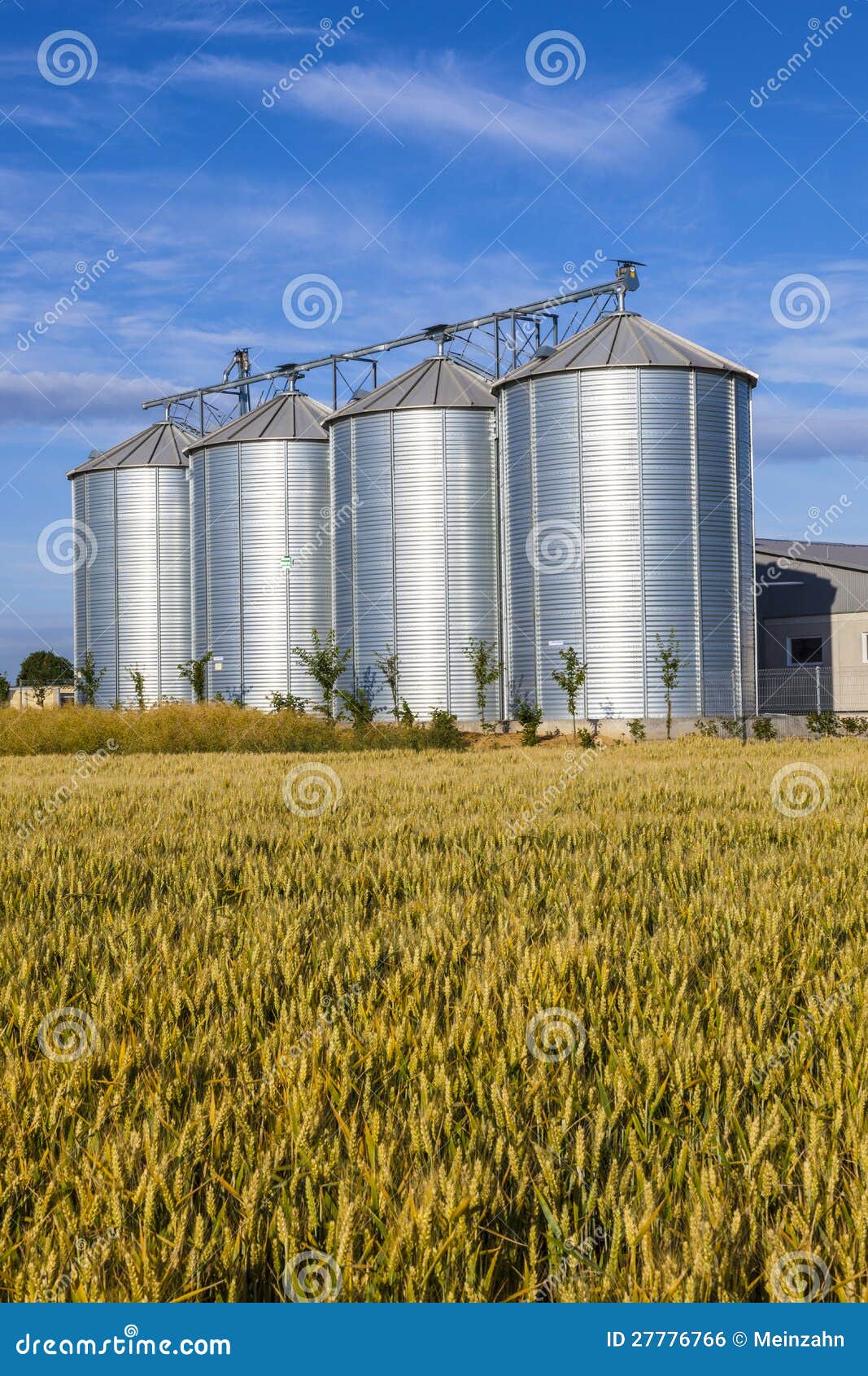 Four Silver Silos in Corn Field Stock Photo - Image of blue ...