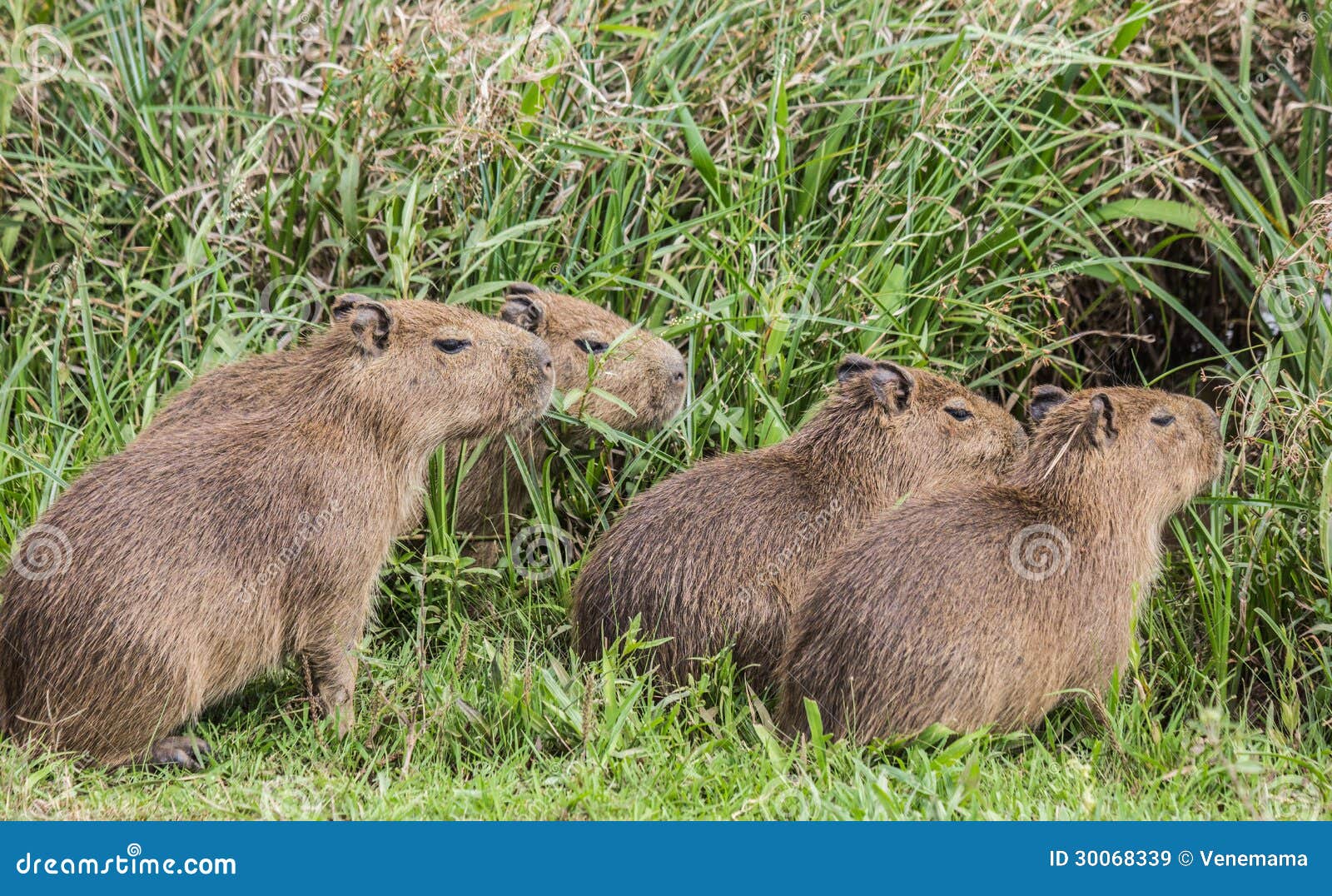 Small capybaras stock image. Image of rodent, nature - 30068339