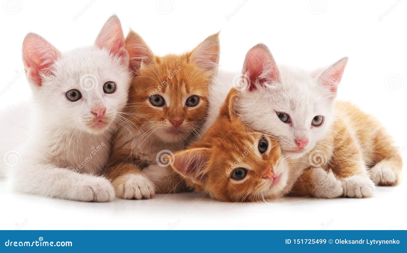 Four White Cats