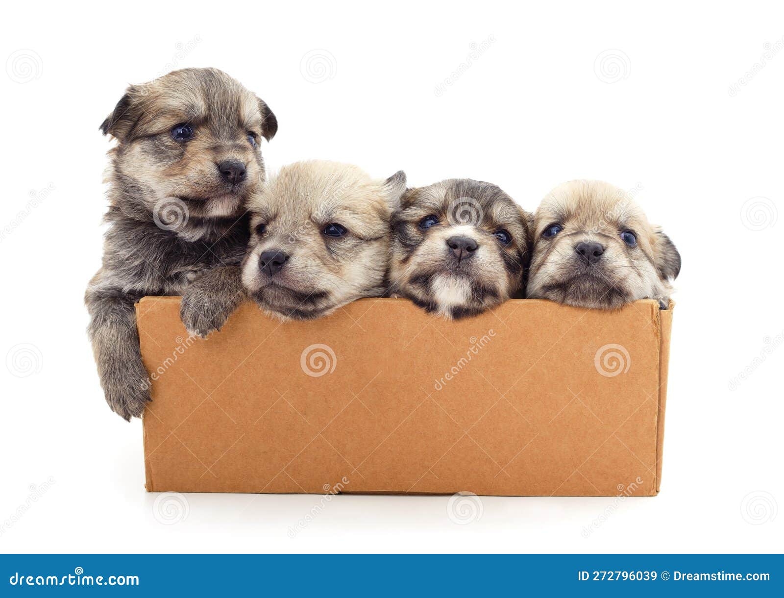 Four small dogs in the box stock image. Image of white - 272796039