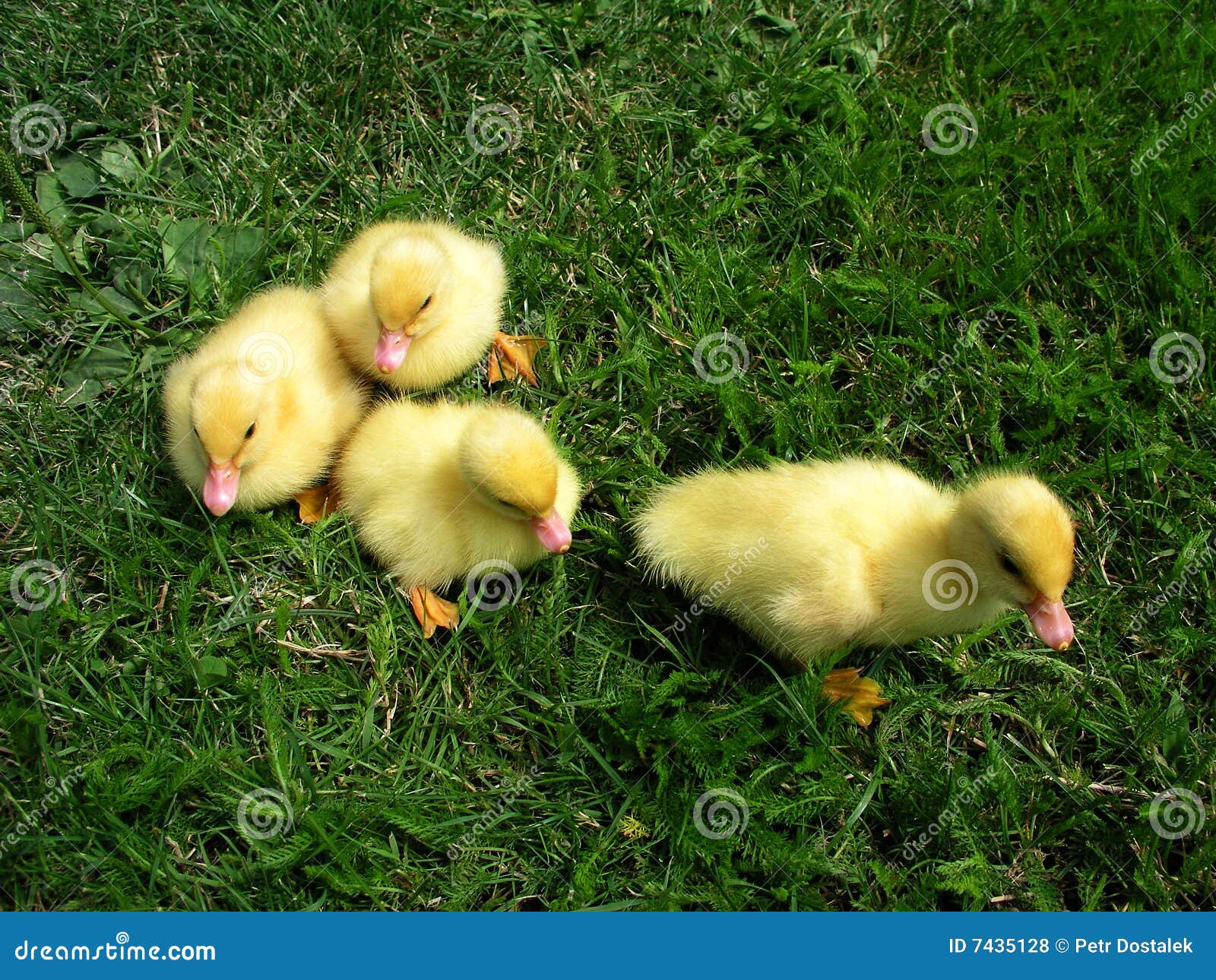 Four small ducks on grass stock photo. Image of duck, attractive - 7435128