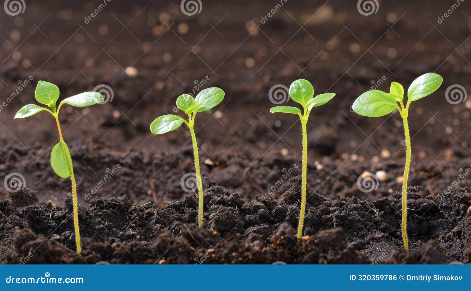 Four small plants are stock illustration. Illustration of grow - 320359786