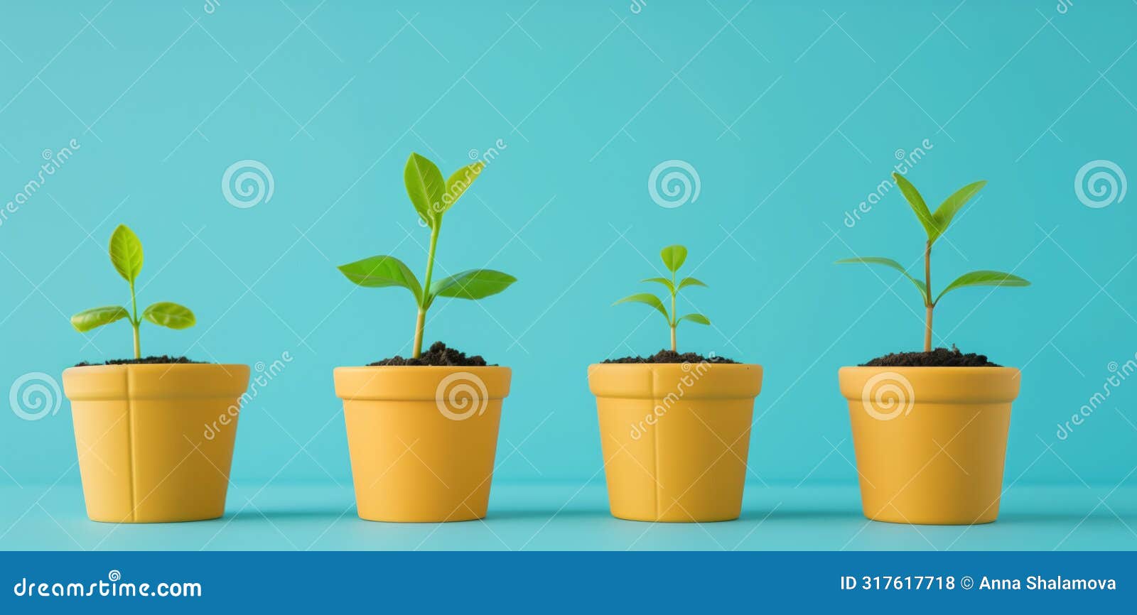 Four Small Plants in Yellow Pots Illustrating Stages of Growth and ...