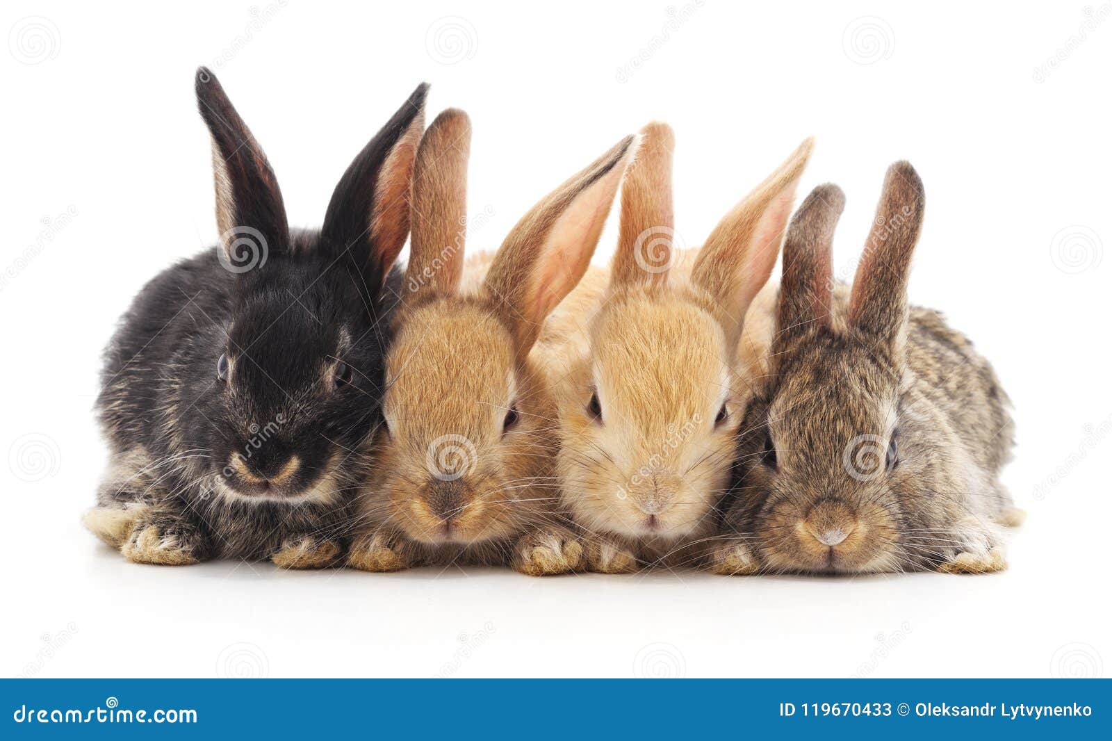 Four small rabbits. stock image. Image of farm, color - 119670433