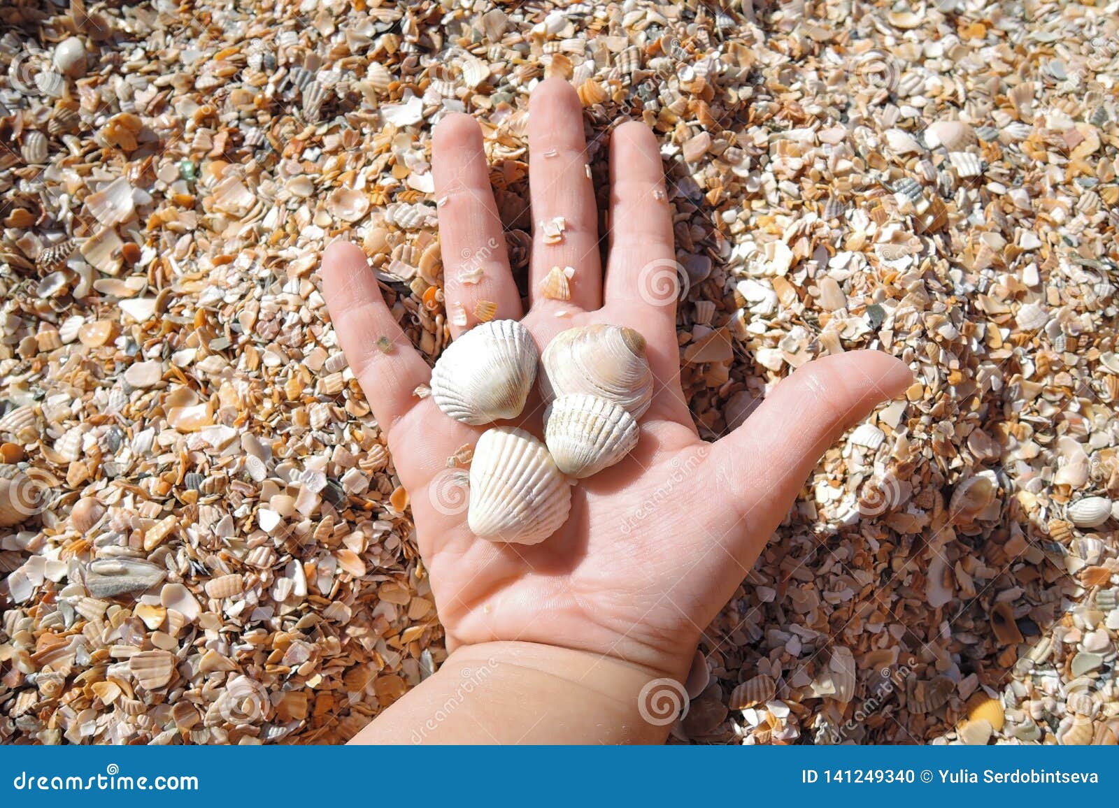 Four Small Shells in the Hand of a Two-year-old Child on the Beach on a ...