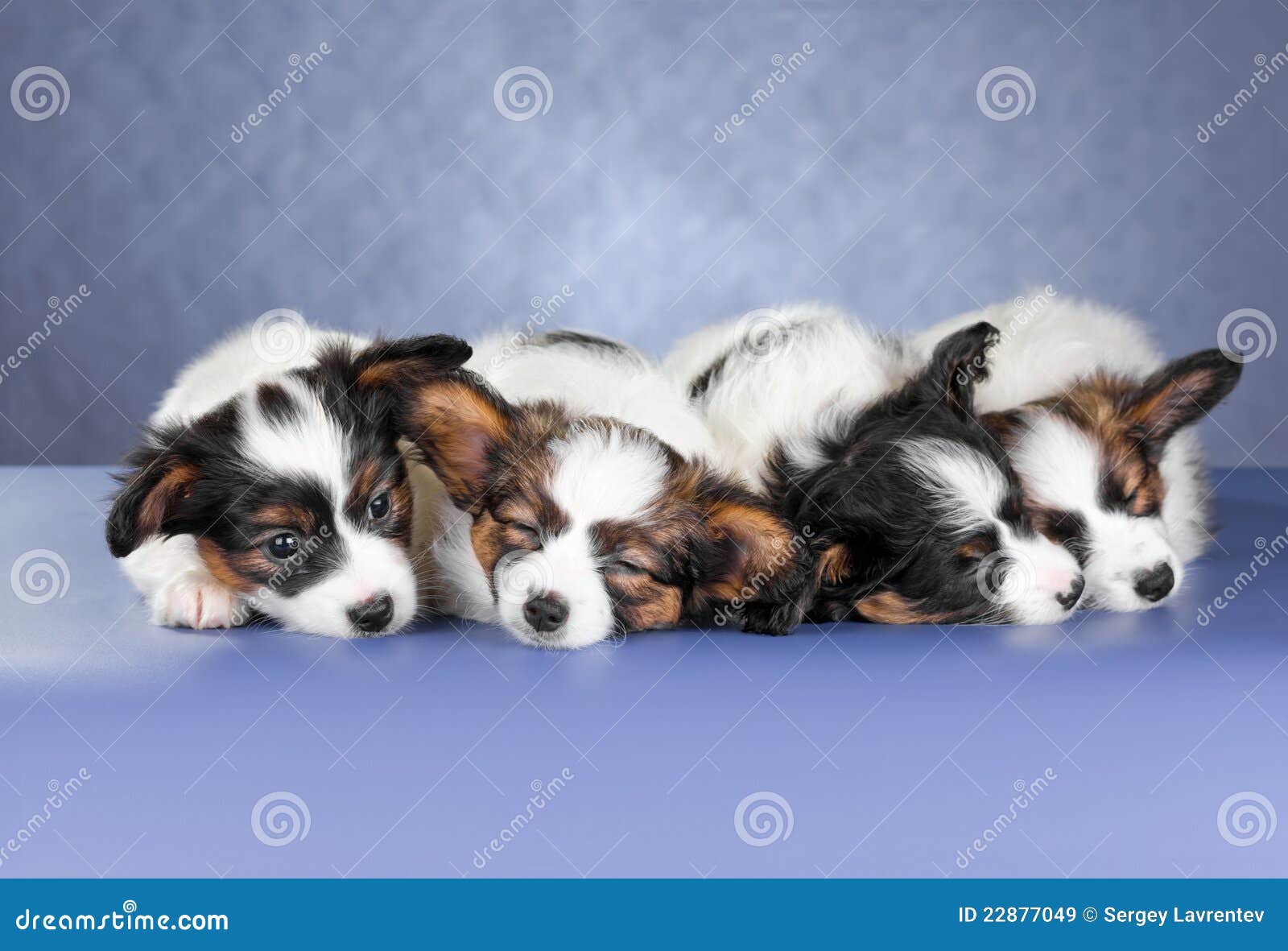 Four Small Sleeping Papillon Puppies Stock Image - Image of background ...