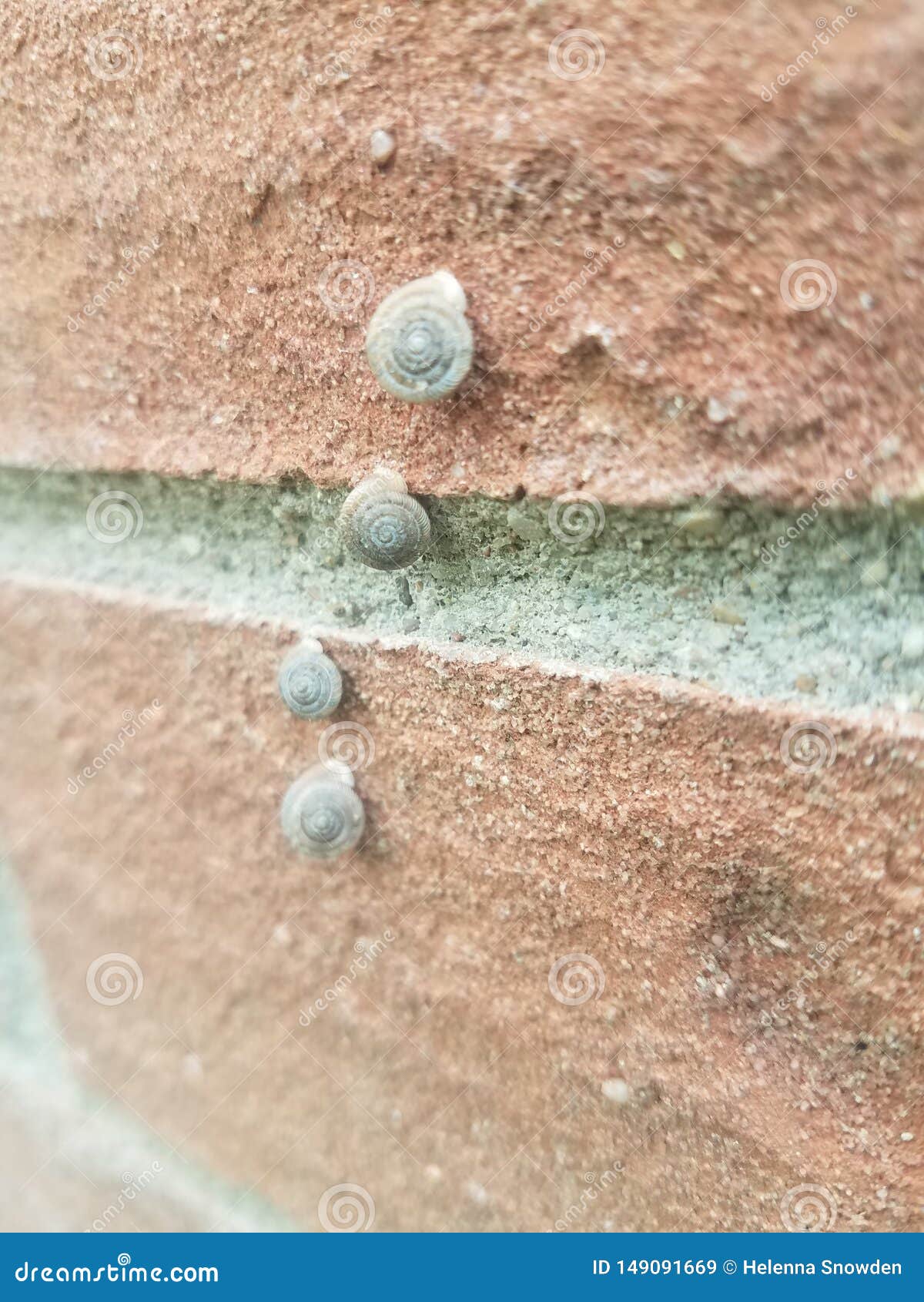 Four Small Snails in a Line Stock Image - Image of nature, shell: 149091669