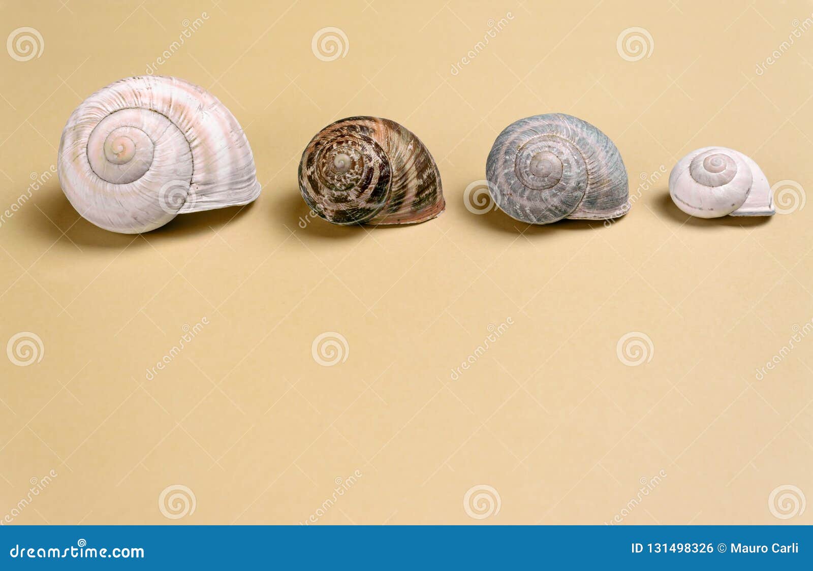 Four Snail Shells on a Sand Colored Background Stock Photo - Image of ...