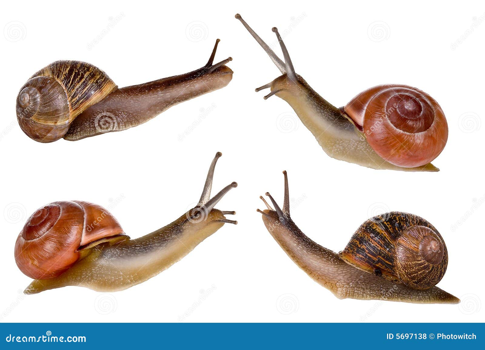 Four snails stock photo. Image of shell, pest, cute, slug - 5697138