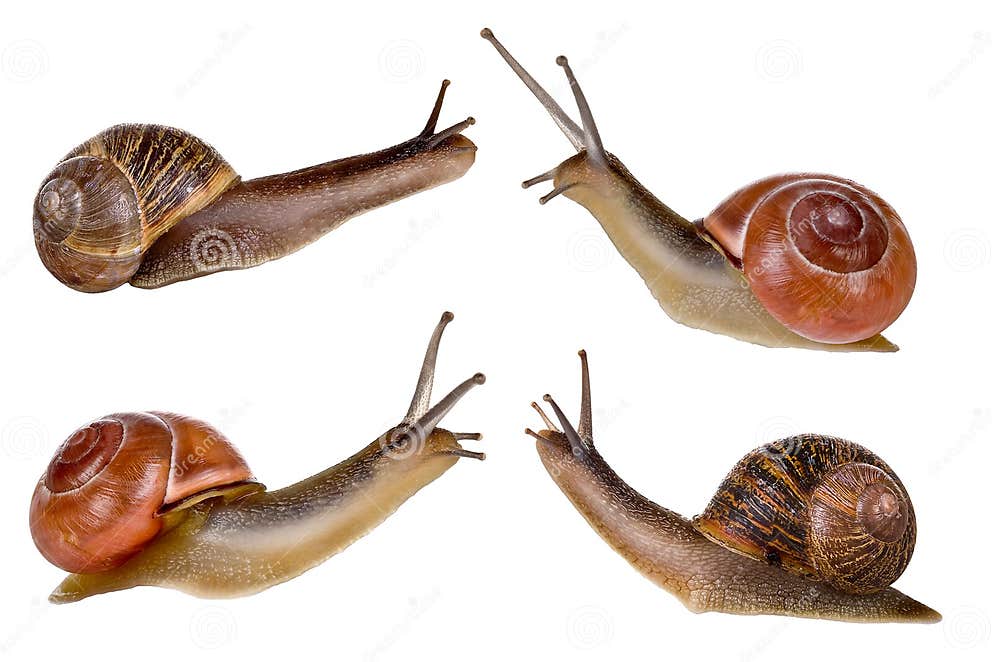 Four snails stock photo. Image of shell, pest, cute, slug - 5697138