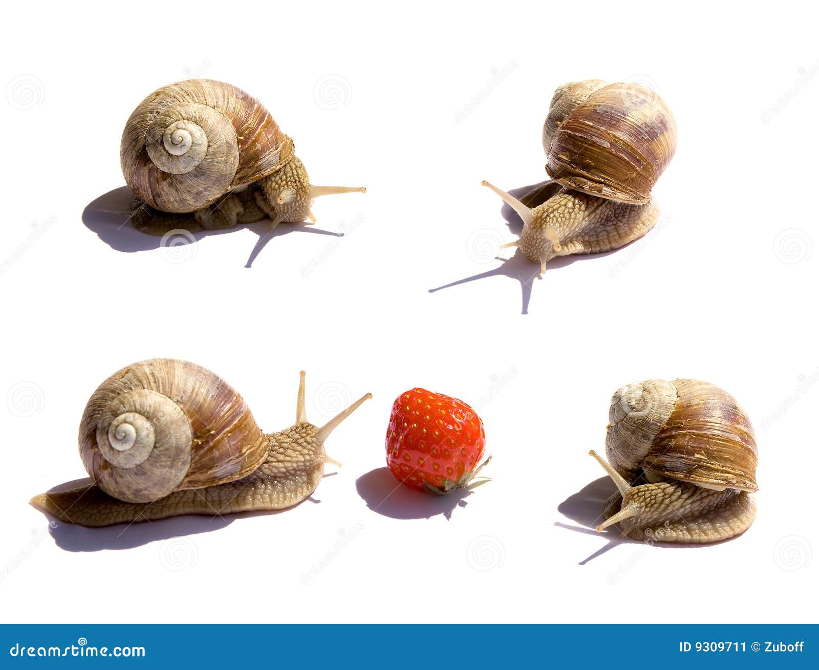Four snails stock image. Image of nature, food, spiral - 9309711