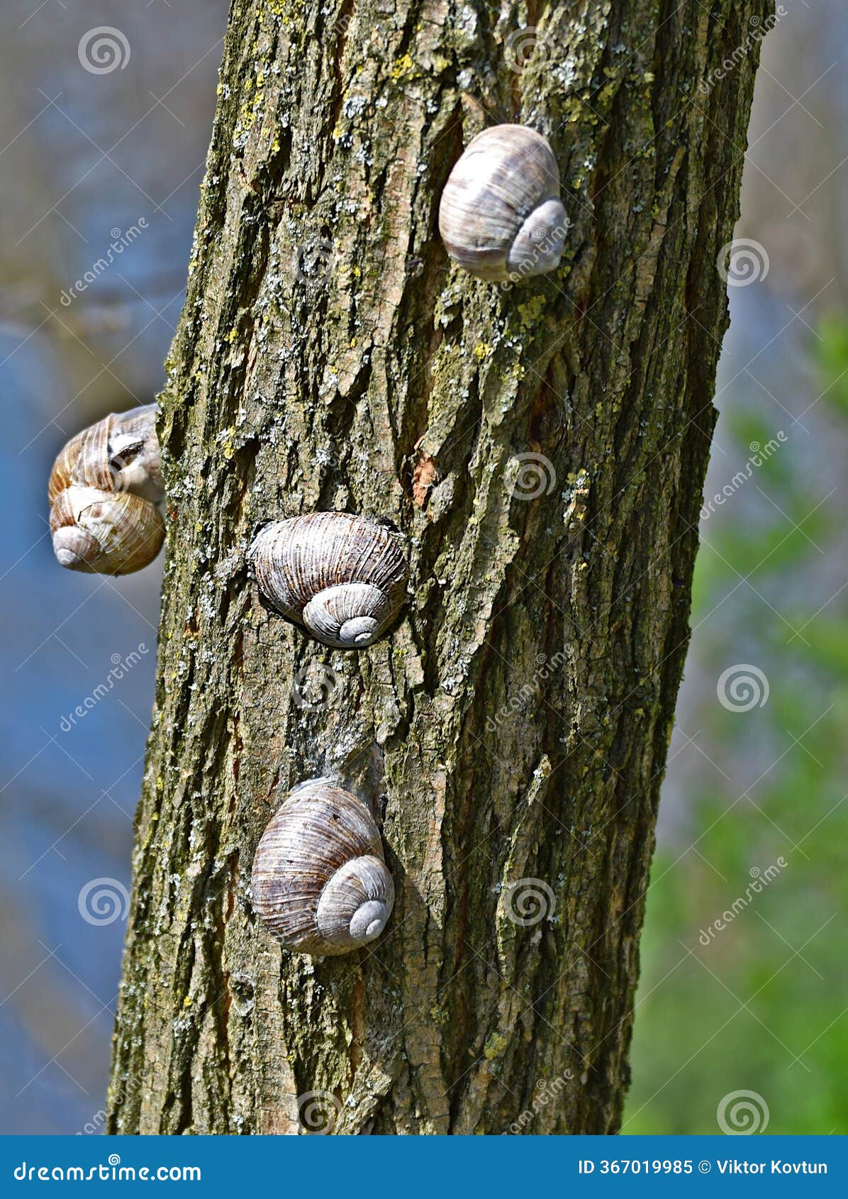 Four Trunk Tree At Gorges Du Fier, French Canyon Near Annecy Royalty ...