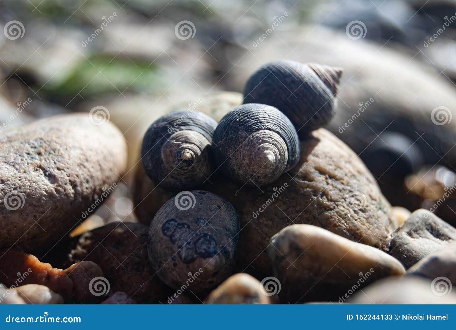 Four Snails Clumped on a Stone Stock Image - Image of shell, four ...