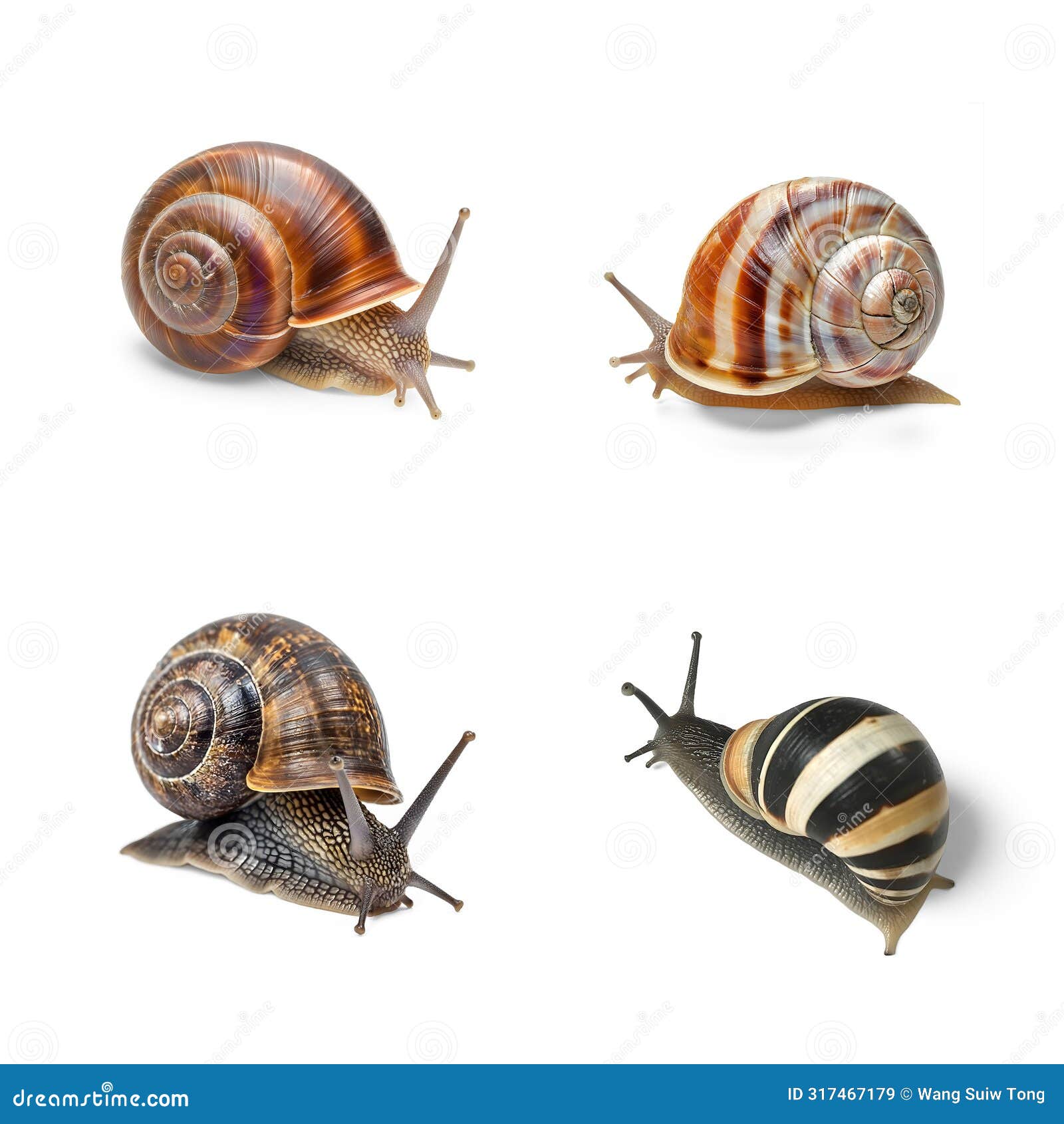 Various Snails Showcased Against a Transparent Png Background Stock ...