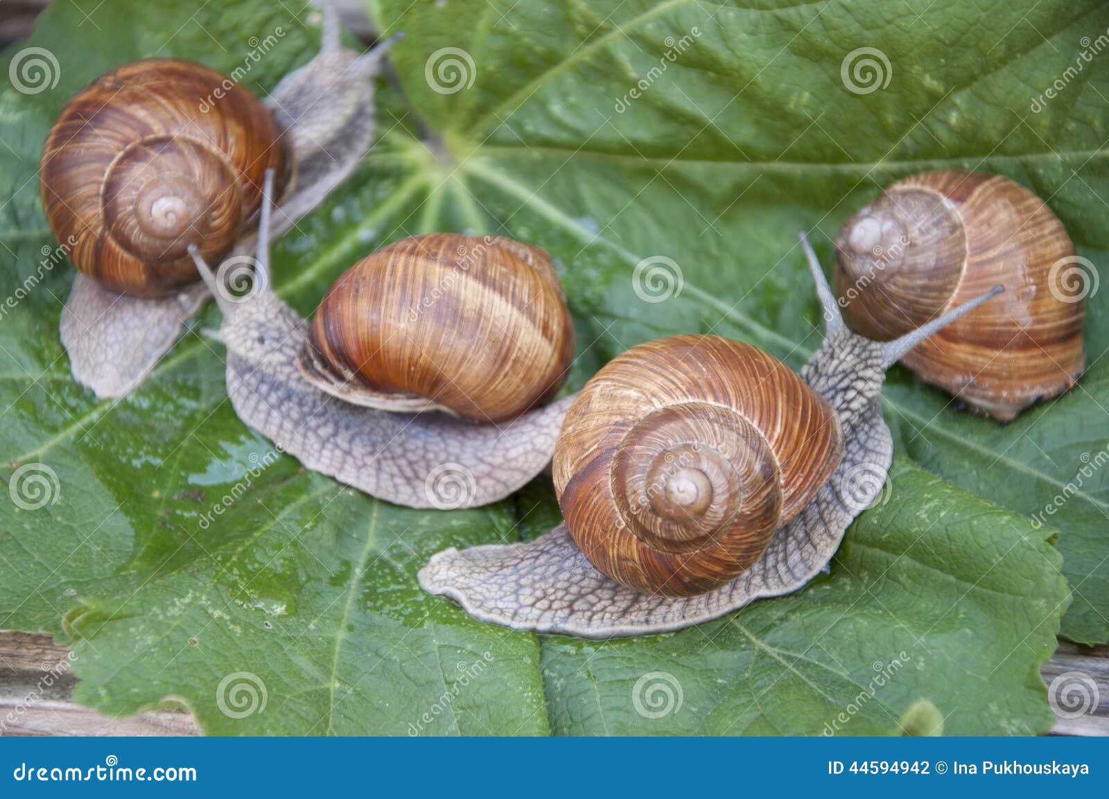 Four snails stock photo. Image of leaf, four, cochlea - 44594942