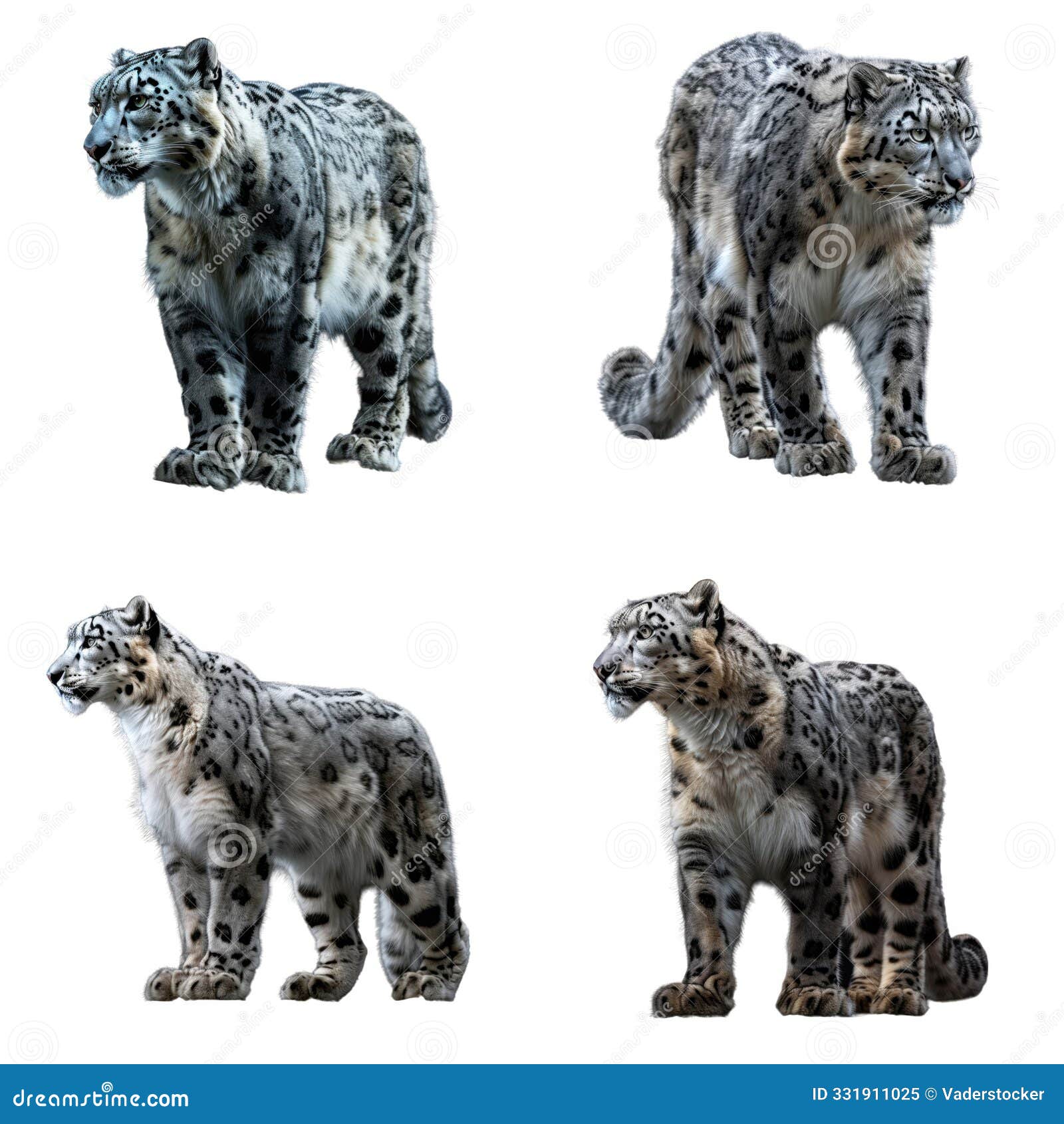 Four Snow Leopards Standing in Different Poses Stock Illustration ...