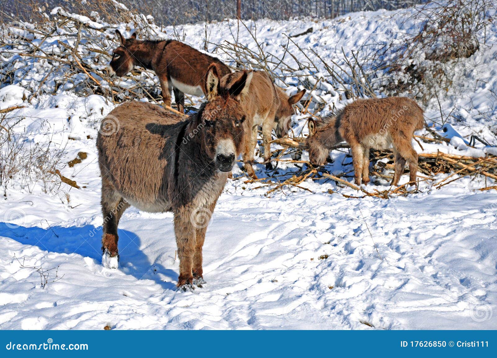 Four snowy donkeys stock photo. Image of ears, cold, detail - 17626850