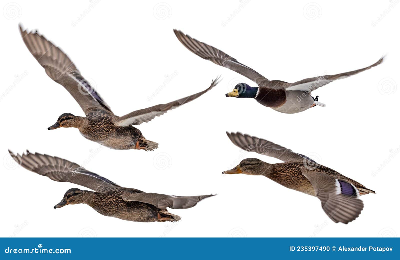 Four Soaring Mallard Ducks Flight Isolated on White Background Stock ...