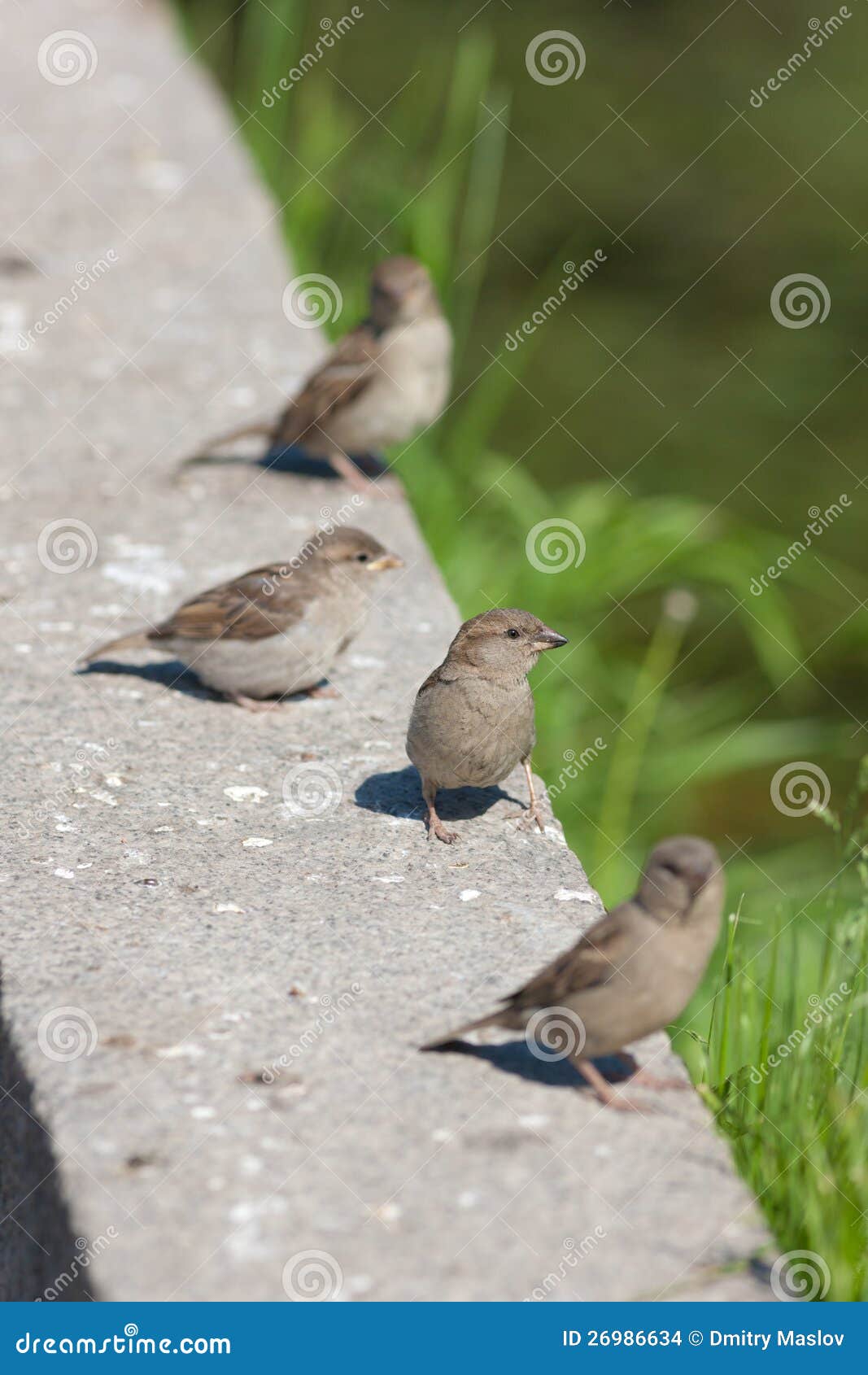 Four sparrows stock photo. Image of beauty, sunlight - 26986634