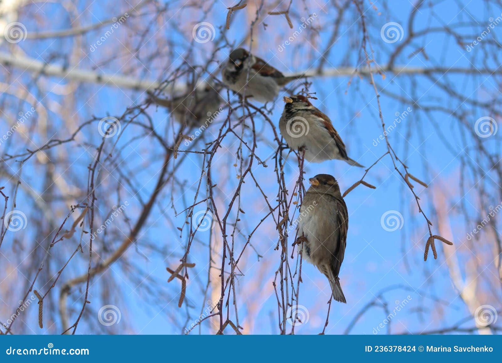 Four Sparrows on Birch Branches Stock Photo - Image of nature, twig ...