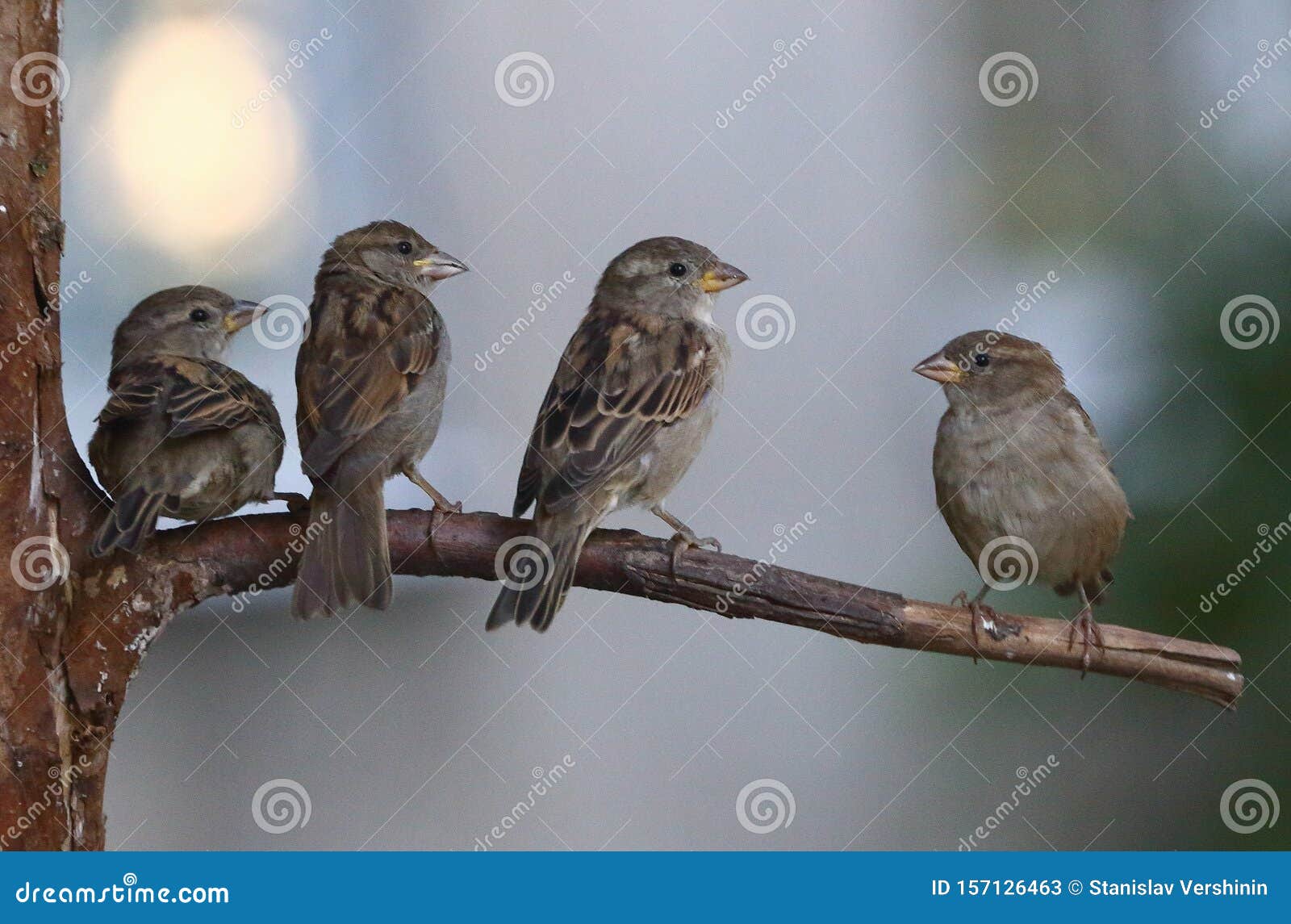 Four Sparrows on a Dry Tree Branch Stock Image - Image of sparrows ...