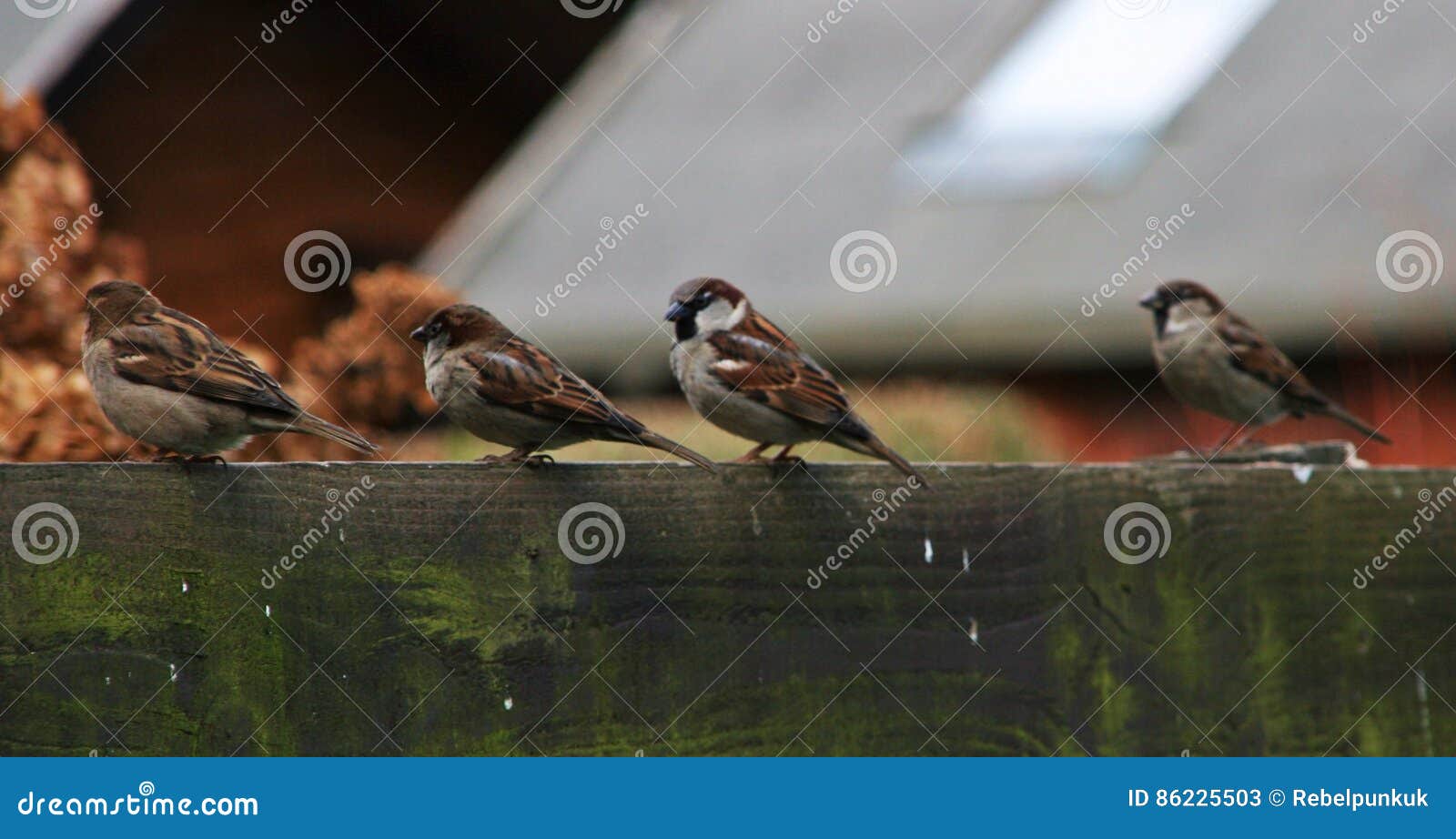 Four sparrows on fence stock image. Image of male, details - 86225503