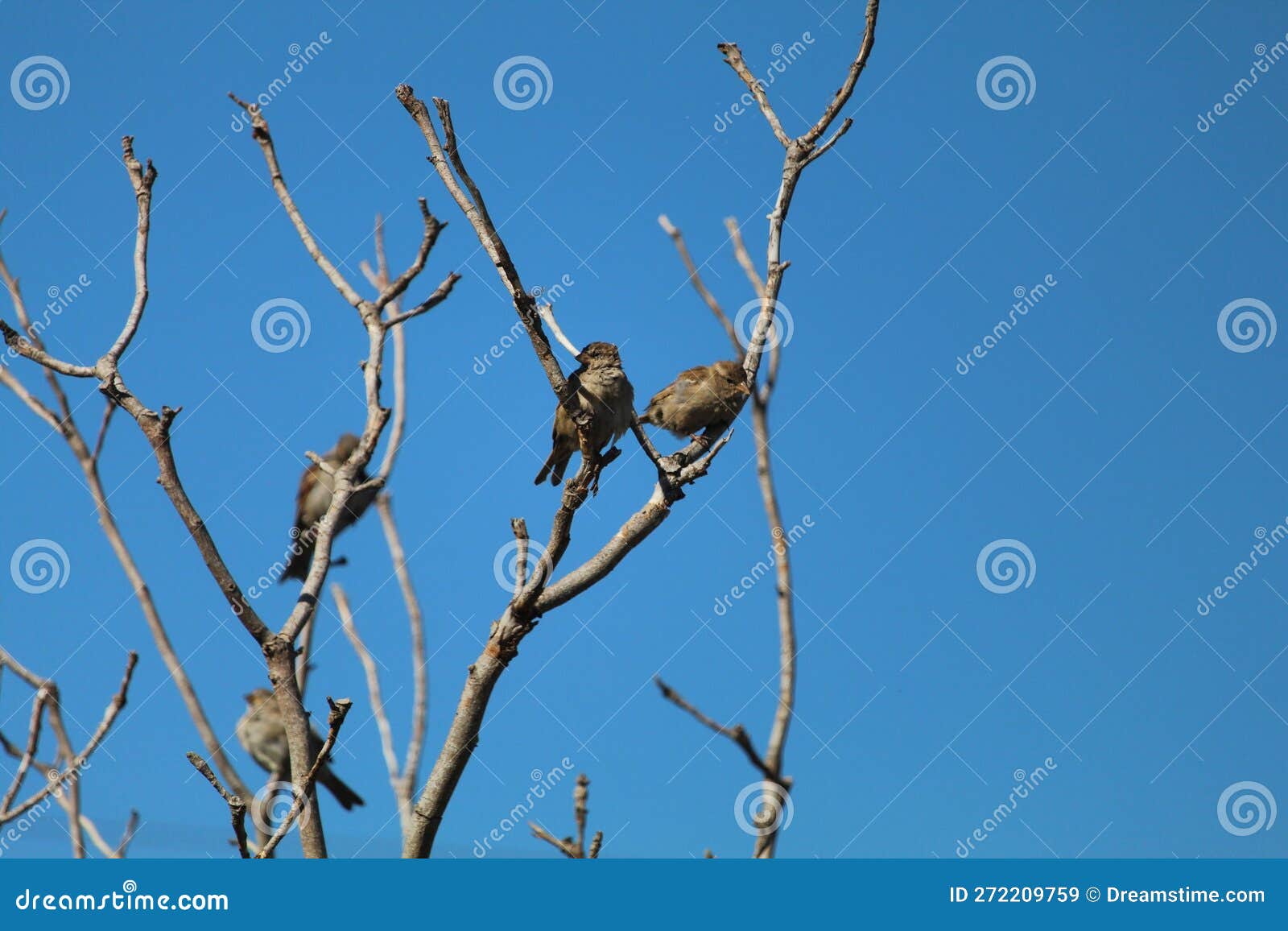 Four Sparrows Sitting on the Tree Branch with Blue Sky in Background ...