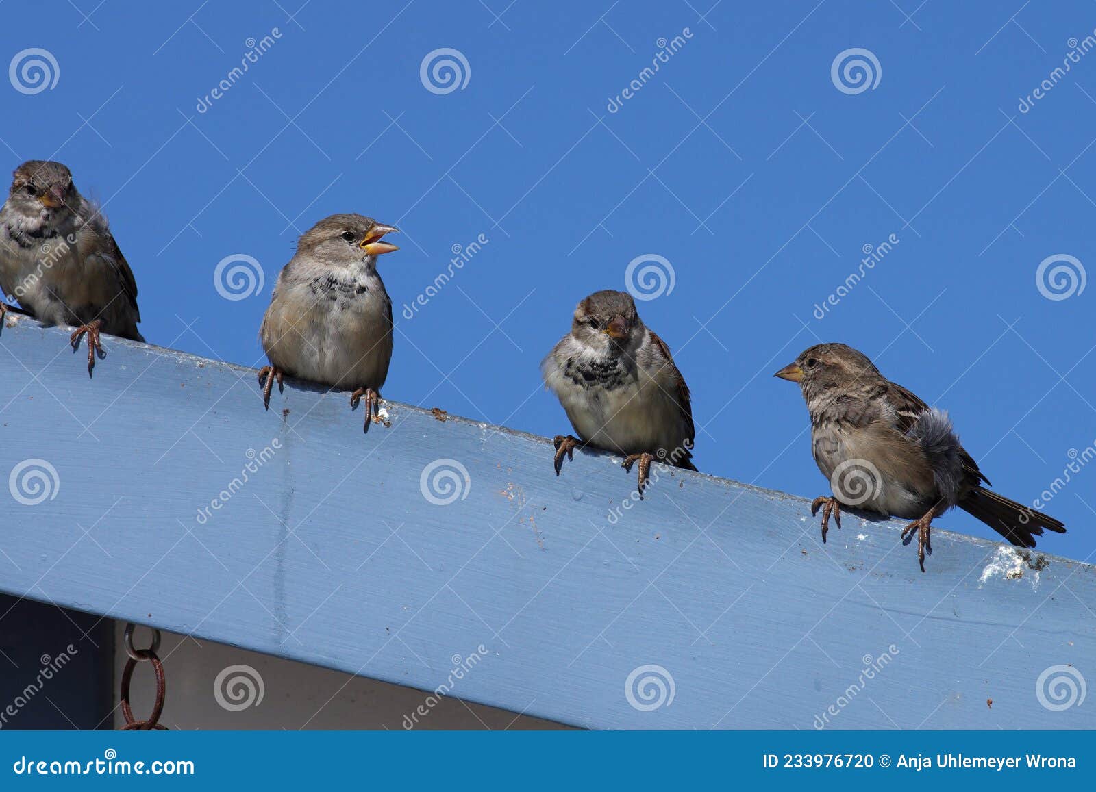 Four Sparrows Sit Side by Side Stock Photo - Image of songbird, passer ...