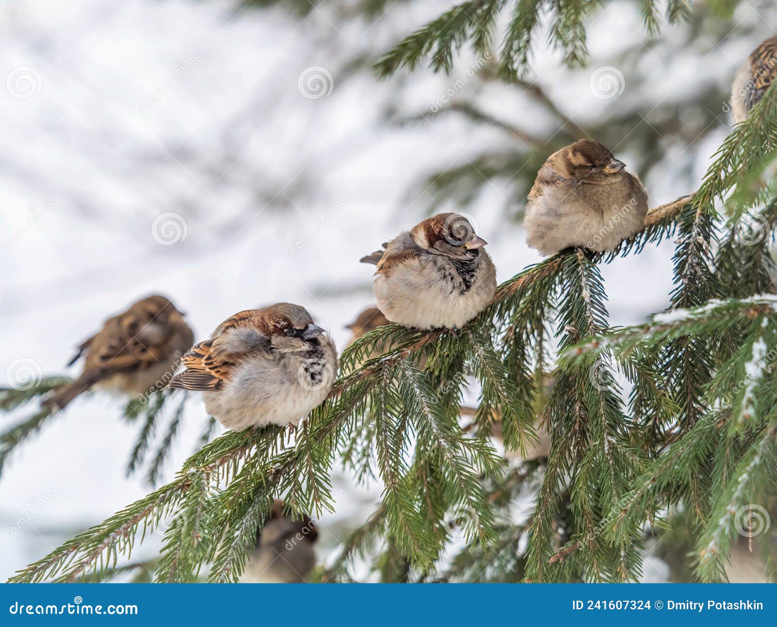 Four Sparrows Sits on a Fir Branch in the Autumn or Winter Stock Photo ...
