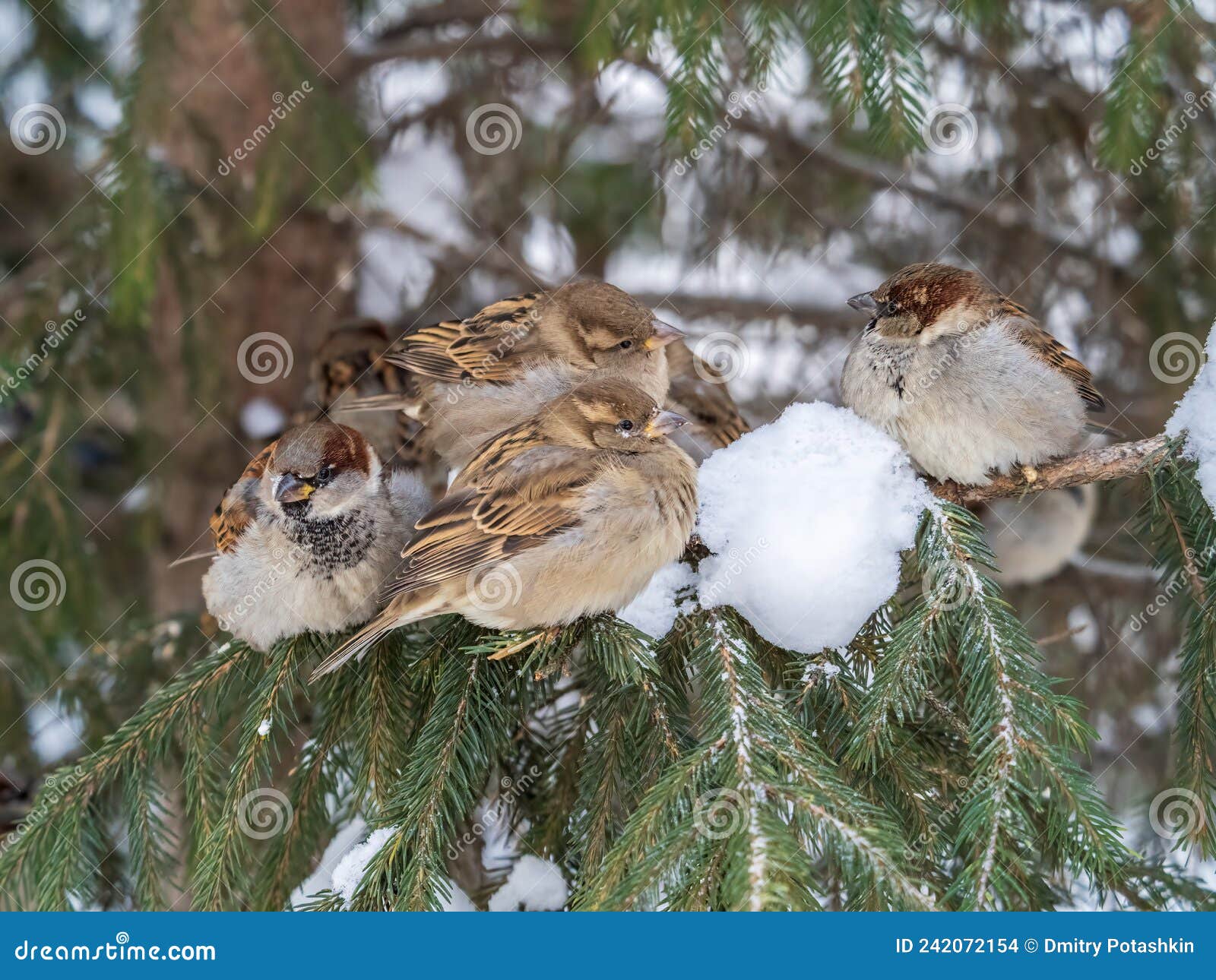 Four Sparrows Sits on a Fir Branch in the Autumn or Winter Stock Photo ...