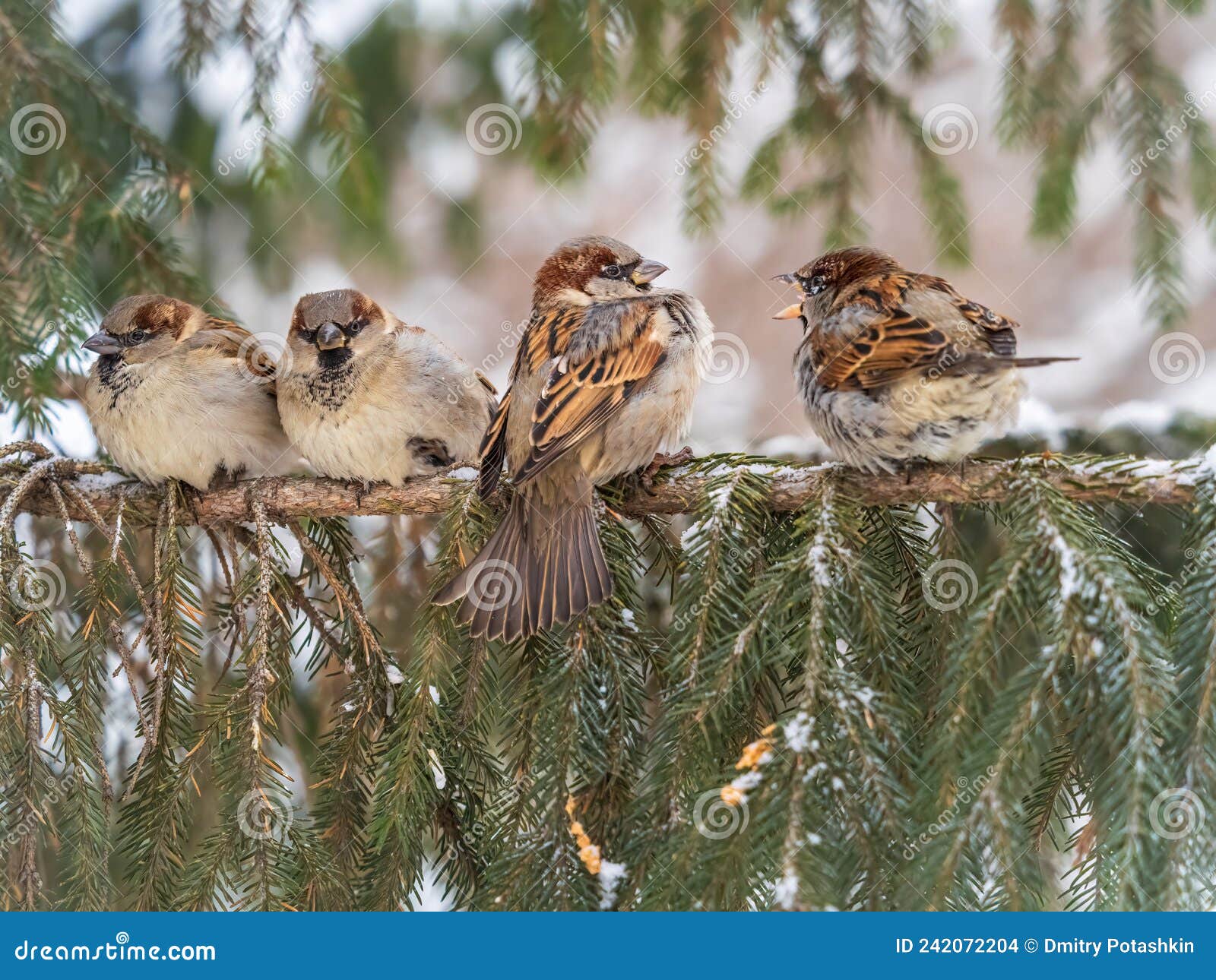 Four Sparrows Sits on a Fir Branch in the Autumn or Winter Stock Photo ...
