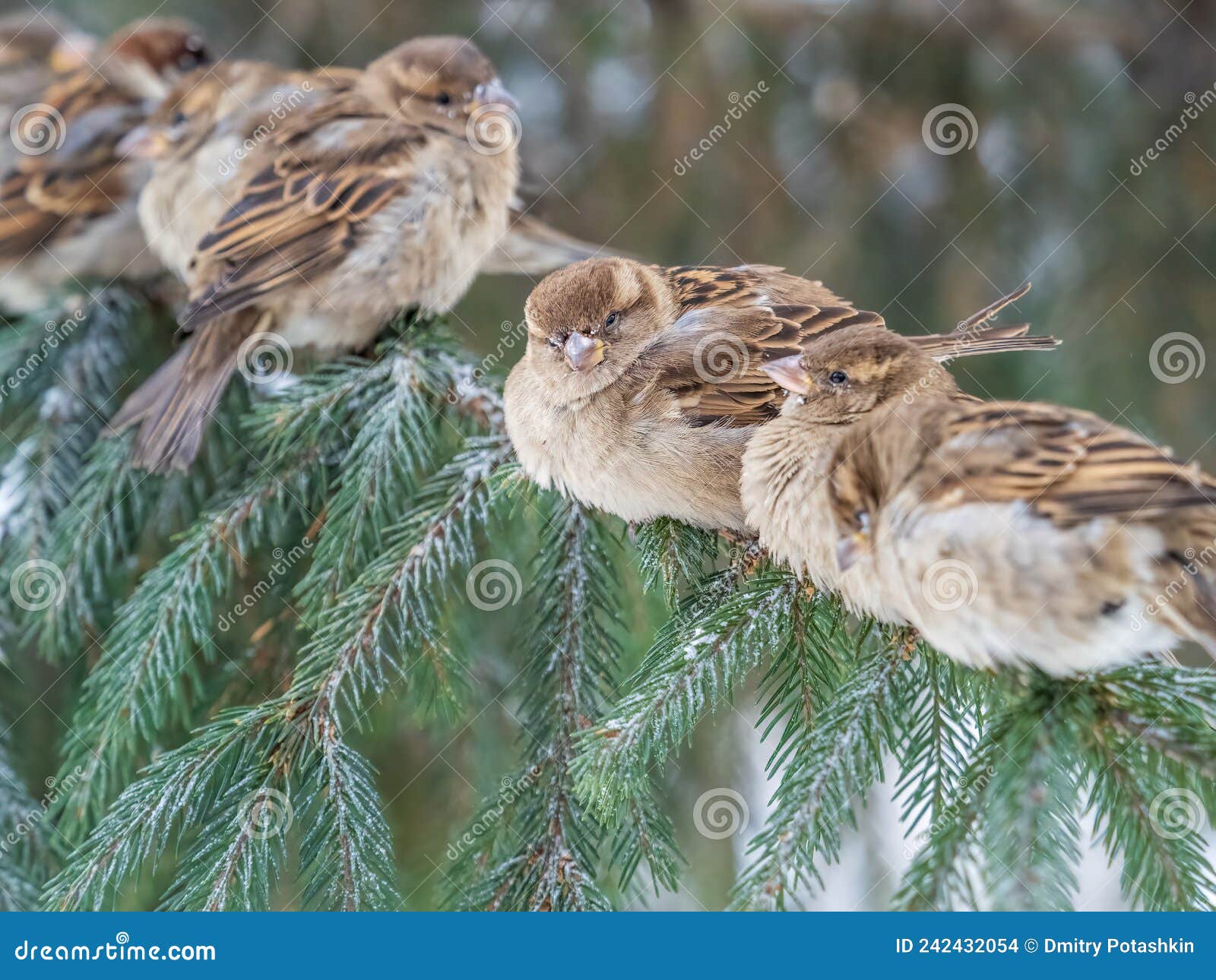 Four Sparrows Sits on a Fir Branch in the Autumn or Winter Stock Photo ...