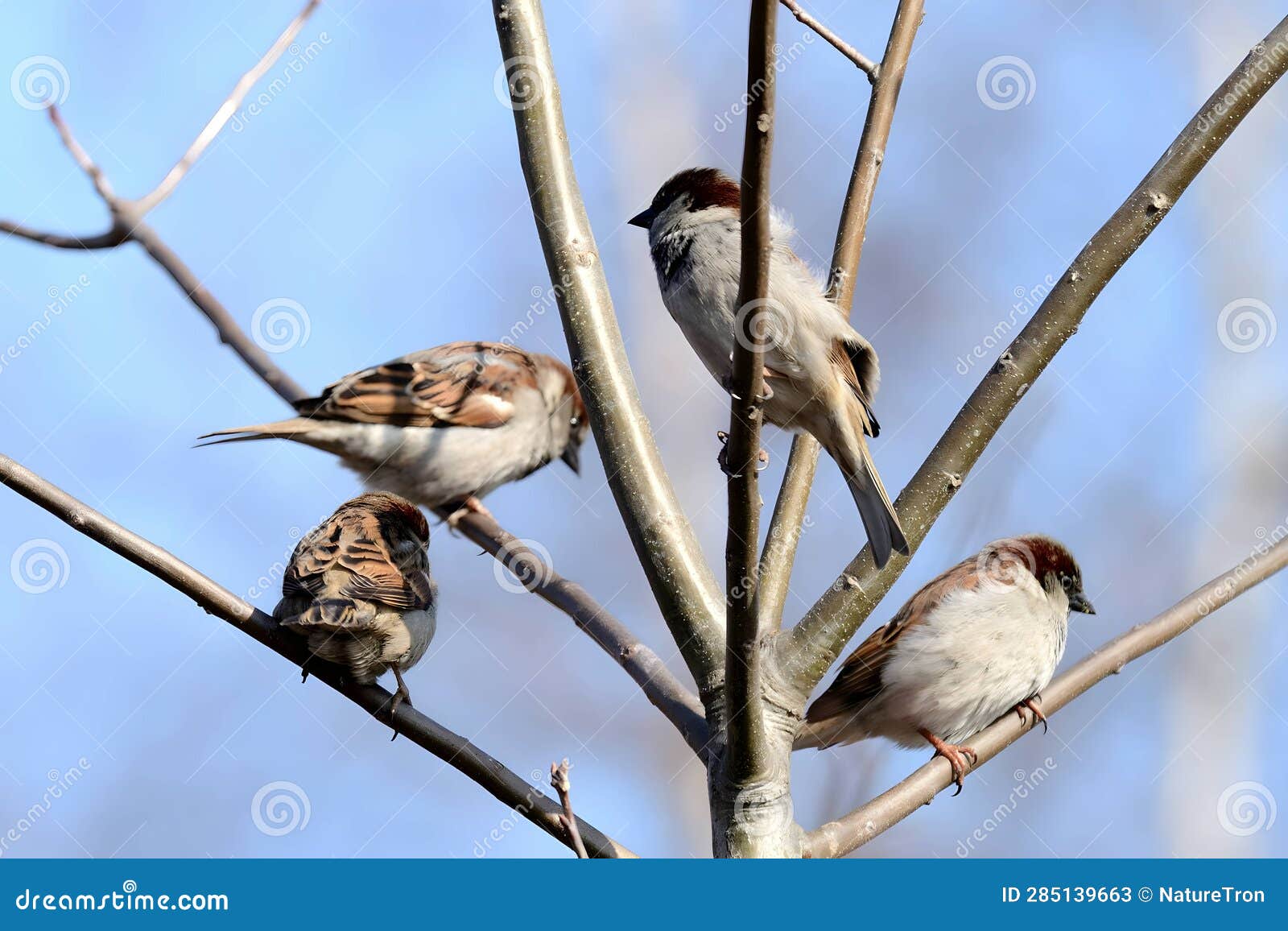 Four Sparrows on Spear Branches Stock Image - Image of wilderness, bird ...
