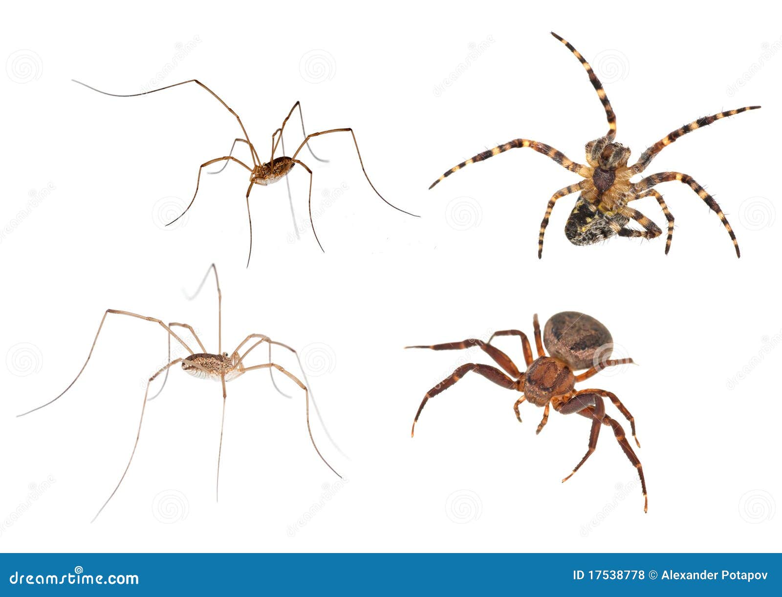 Four Spiders Isolated on White Stock Photo - Image of fear, brown: 17538778