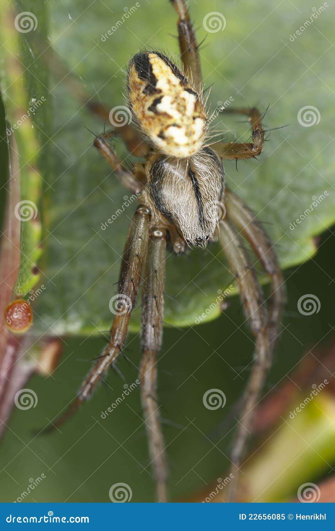 Four-spot Orb-weaver (Araneus Quadratus) Stock Image - Image of ...