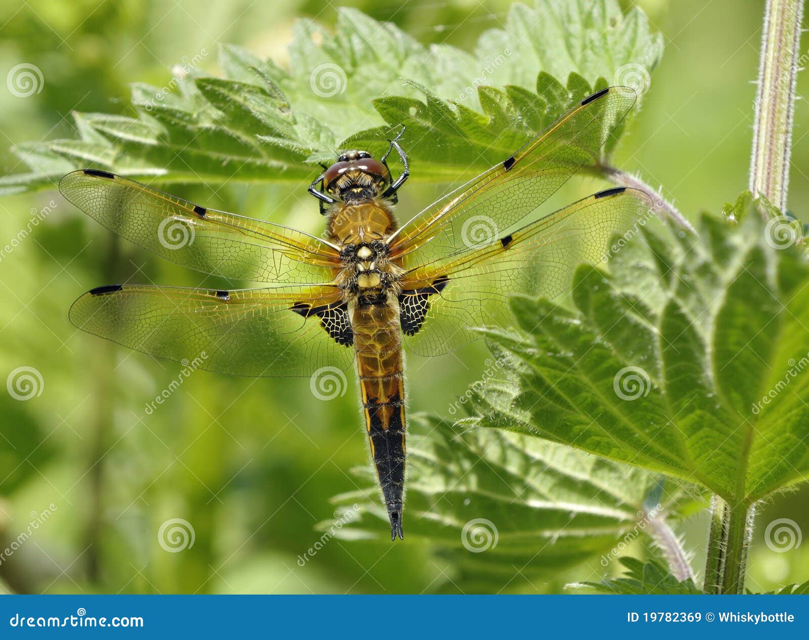 Four-spotted Chaser Dragonfly Stock Image - Image of four, somerset ...