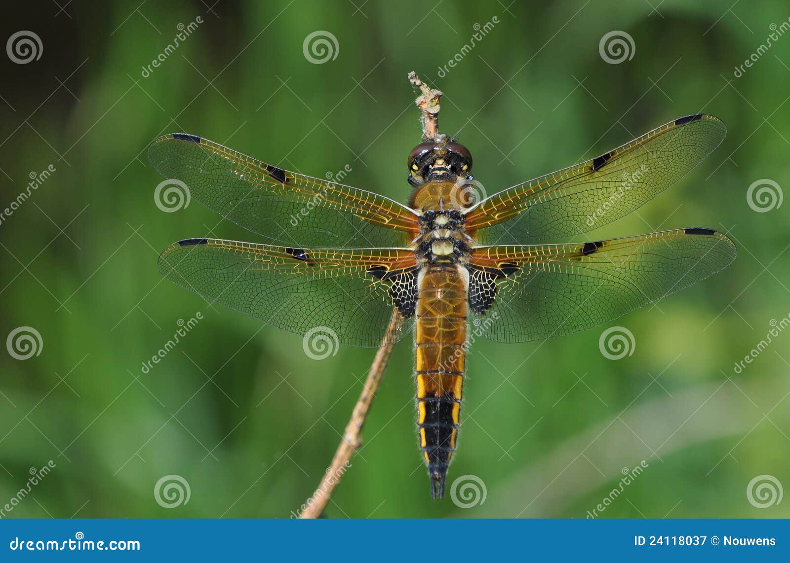 Four-spotted Chaser Dragonfly Stock Image - Image of yellow, wild: 24118037