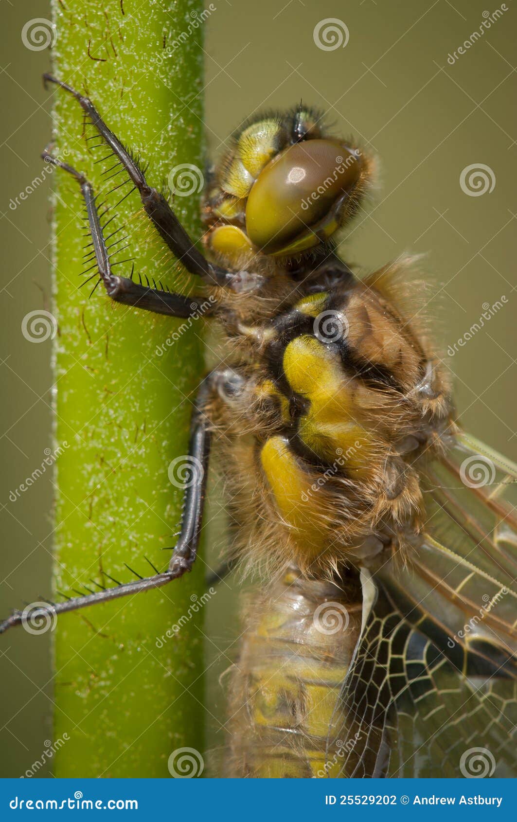 Four-spotted Chaser Dragonfly Stock Photo - Image of hair, brown: 25529202