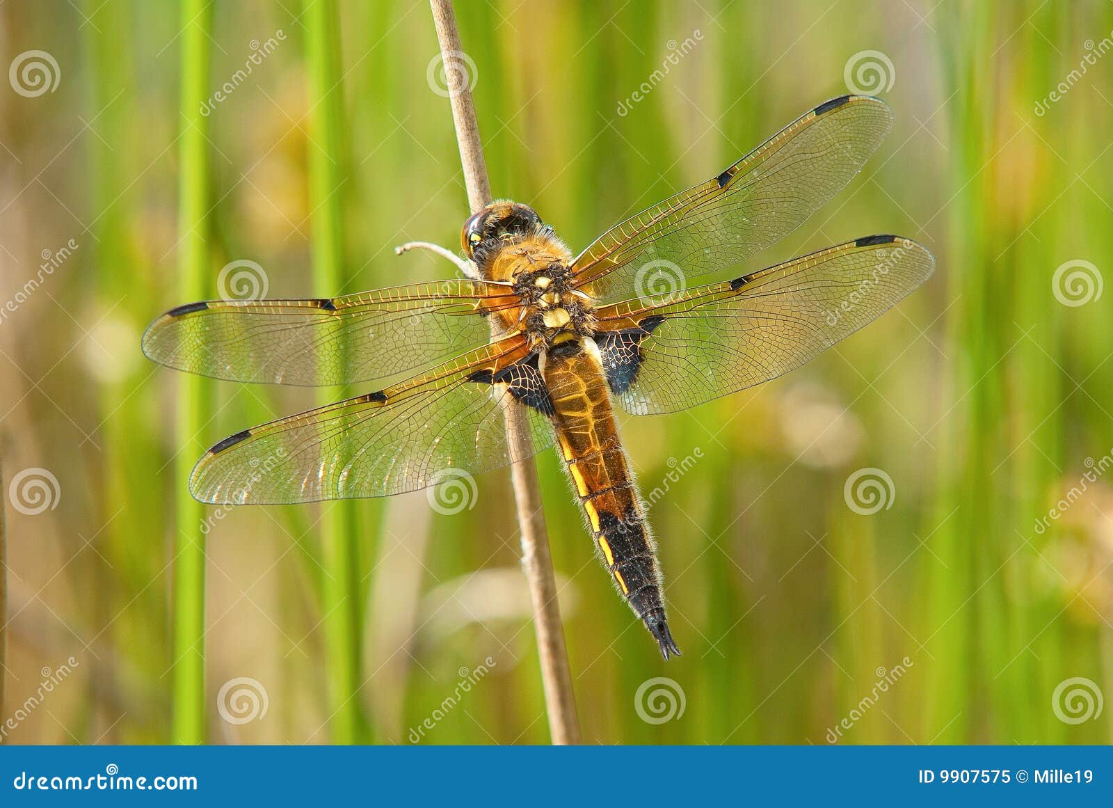 Four Spotted Chaser Dragonfly Stock Image - Image of insect, hunter ...