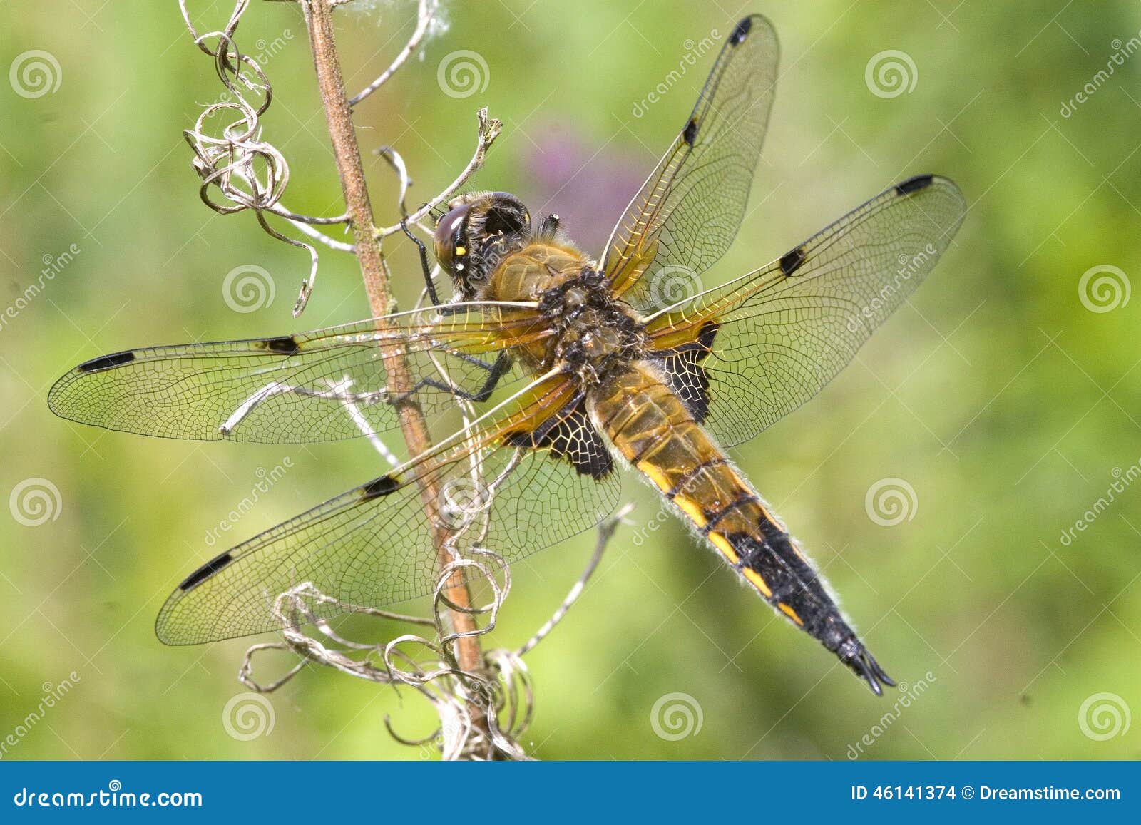 Four-Spotted Chaser Dragonfly Stock Photo - Image of dragonfly, spotted ...