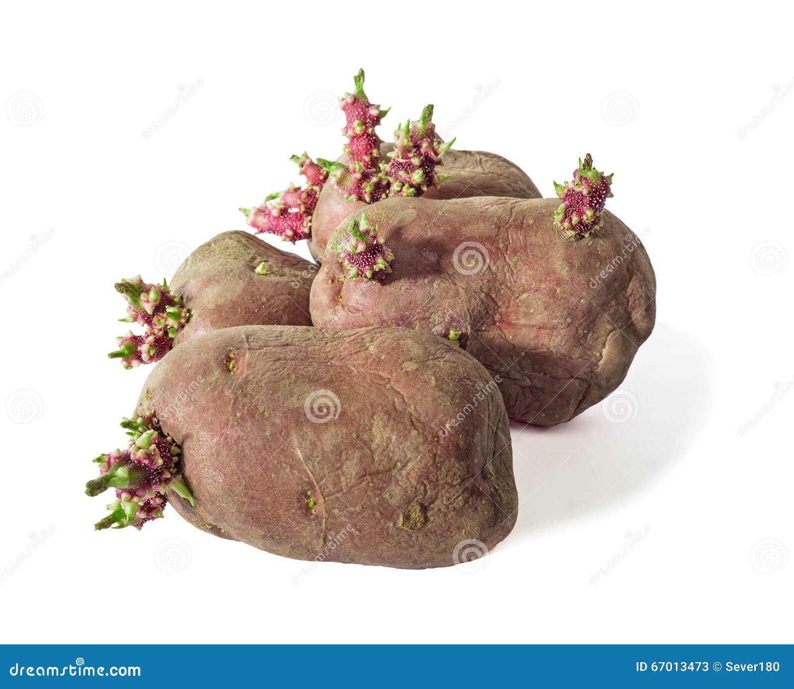 Four Sprouting Potatoes, Variety with Red Rind Stock Image - Image of ...
