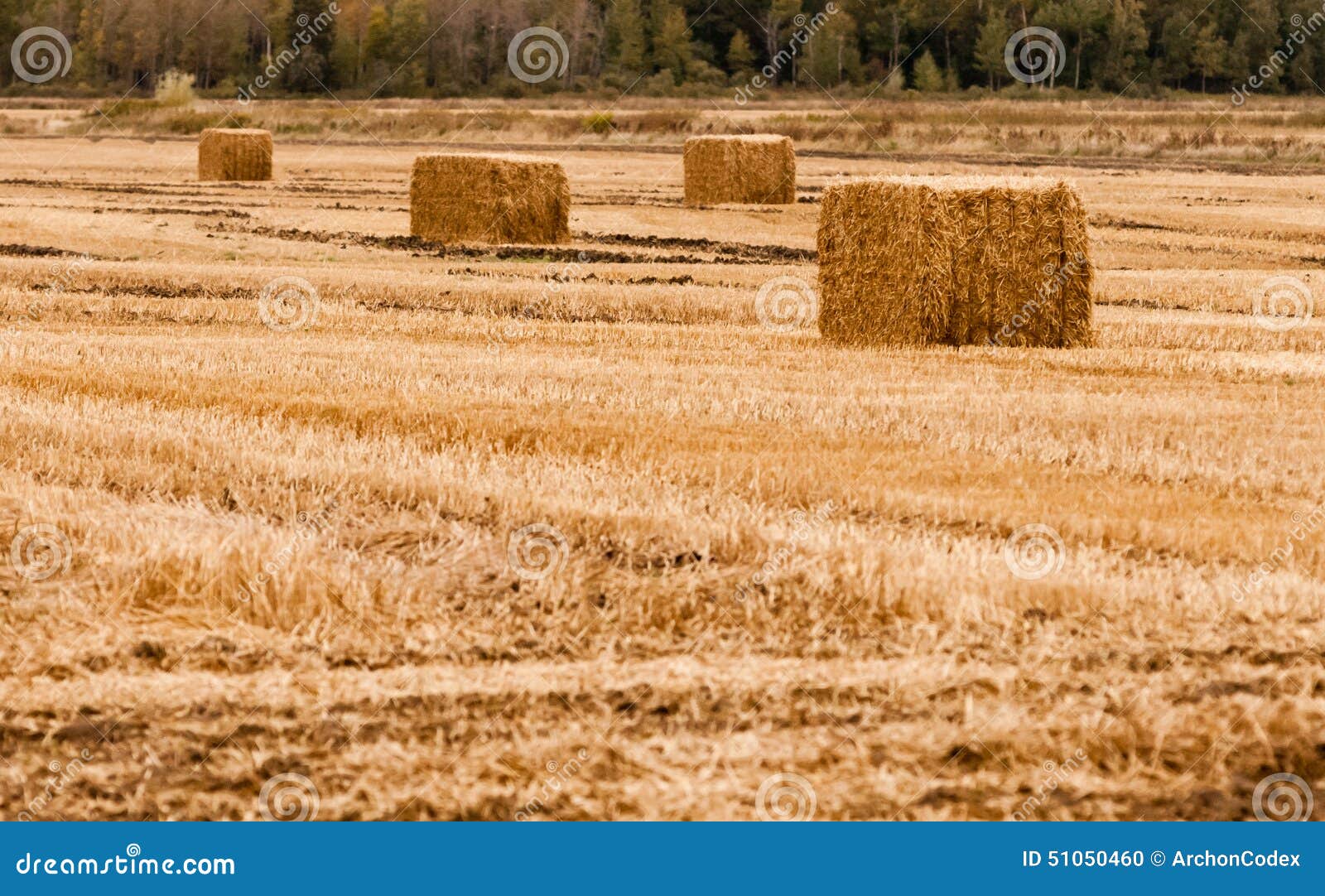 Four Square Hay Bales on Empty Yellow Field Stock Photo - Image of fall ...