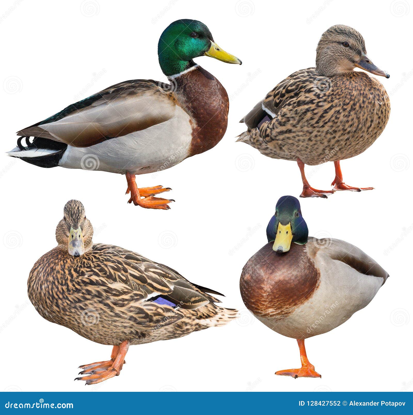 Four Standing Mallard Ducks Isolated on White Stock Photo - Image of ...