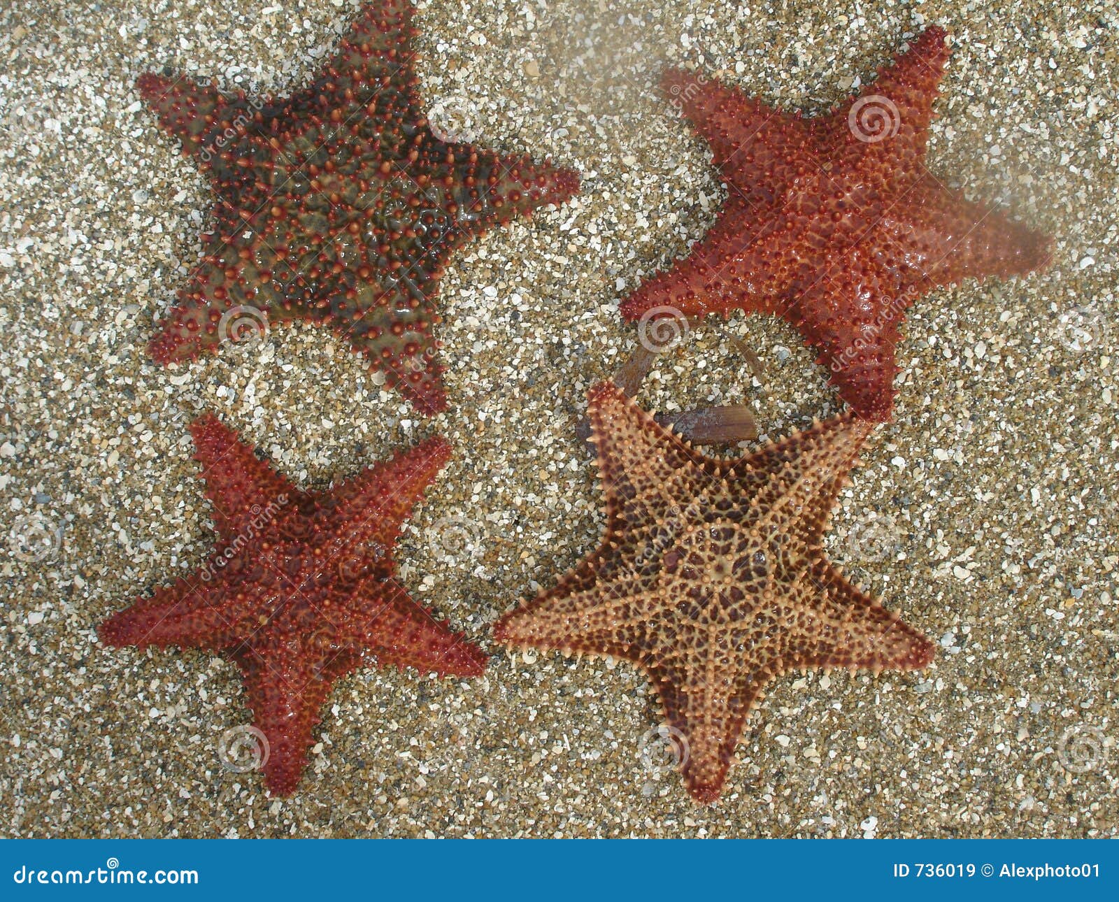 Four Starfish on Caribbean Sand Stock Image - Image of brown, ocean: 736019