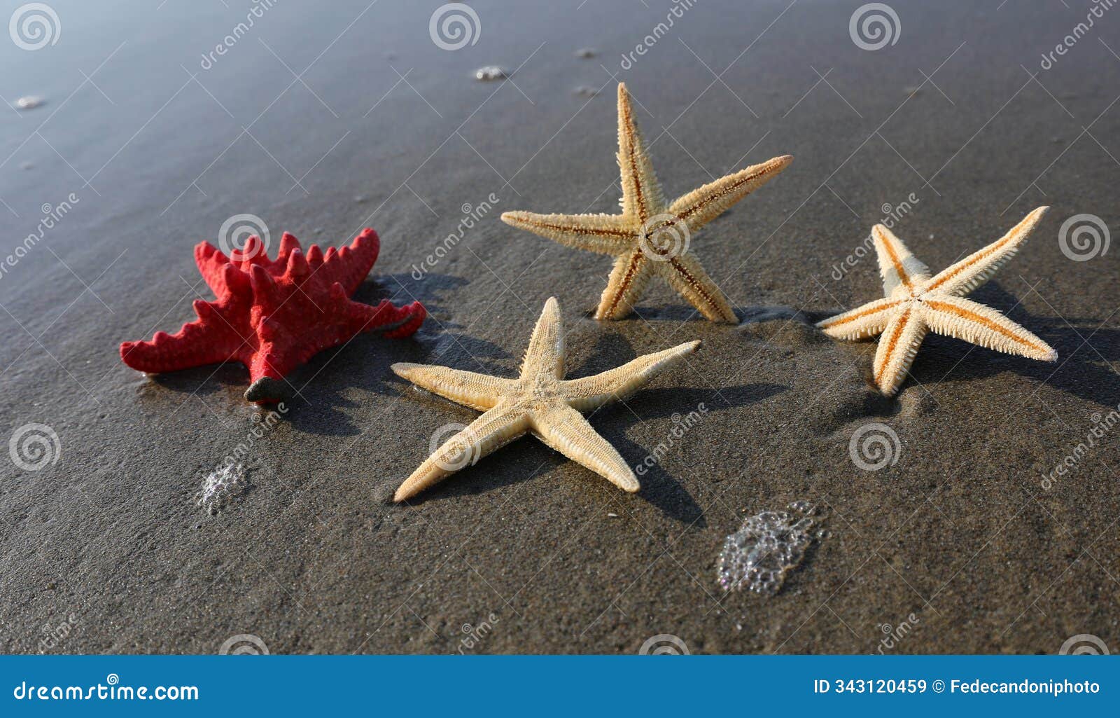 Four Starfish with Five Points on the Sandy Beach by the Sea in Summer ...