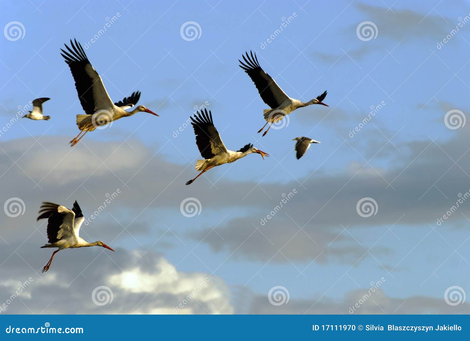 Four storks flying stock photo. Image of spring, summer - 17111970