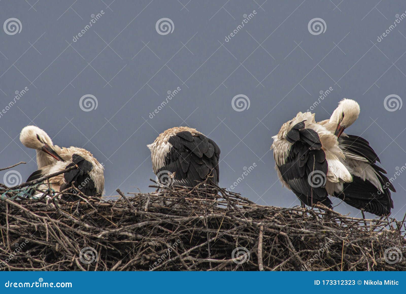 Three Storks on the Nest in the Rain - 2 Stock Image - Image of bird ...